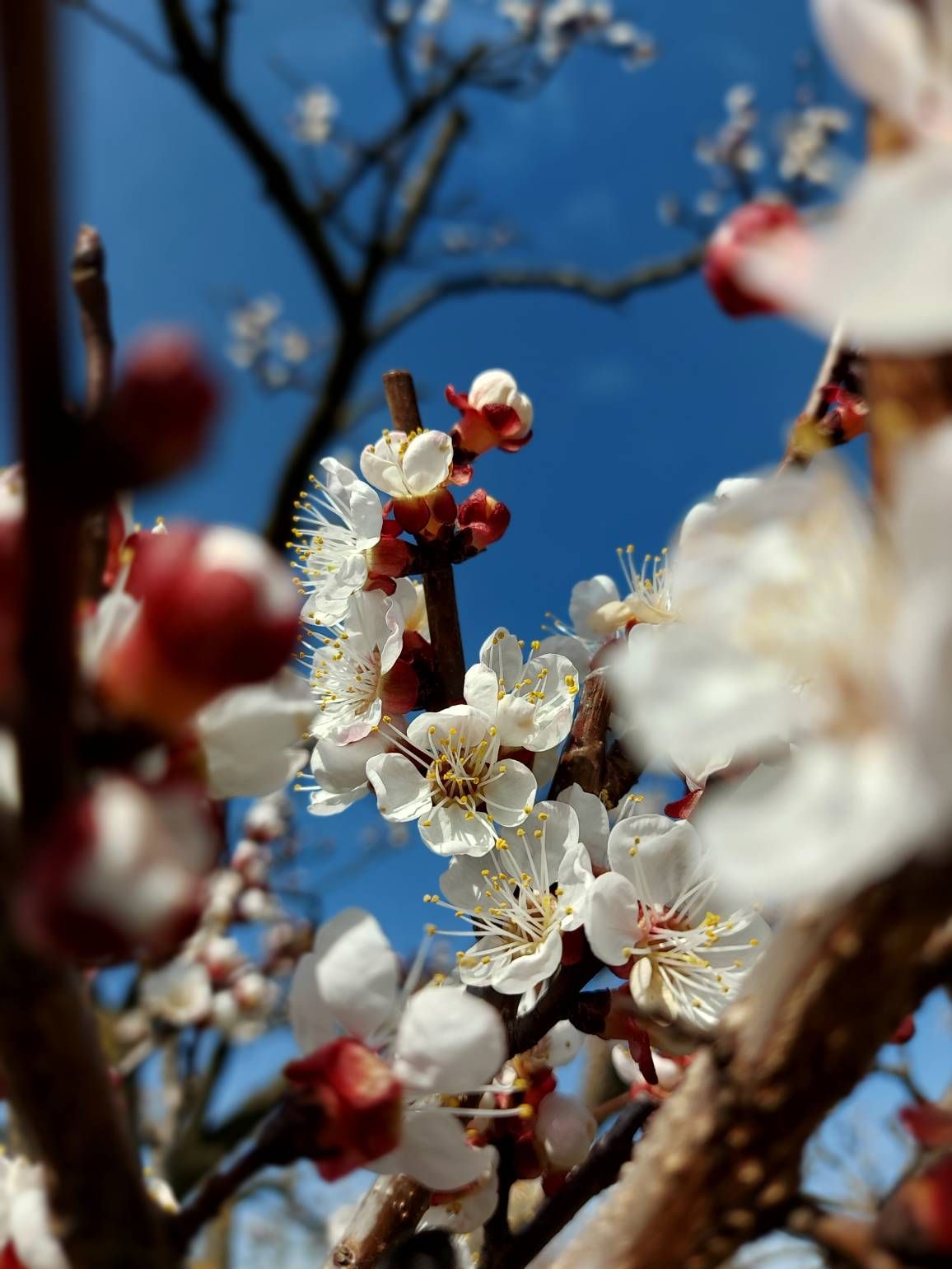 Egy kupica kajszi..,A71 - Samsung Community