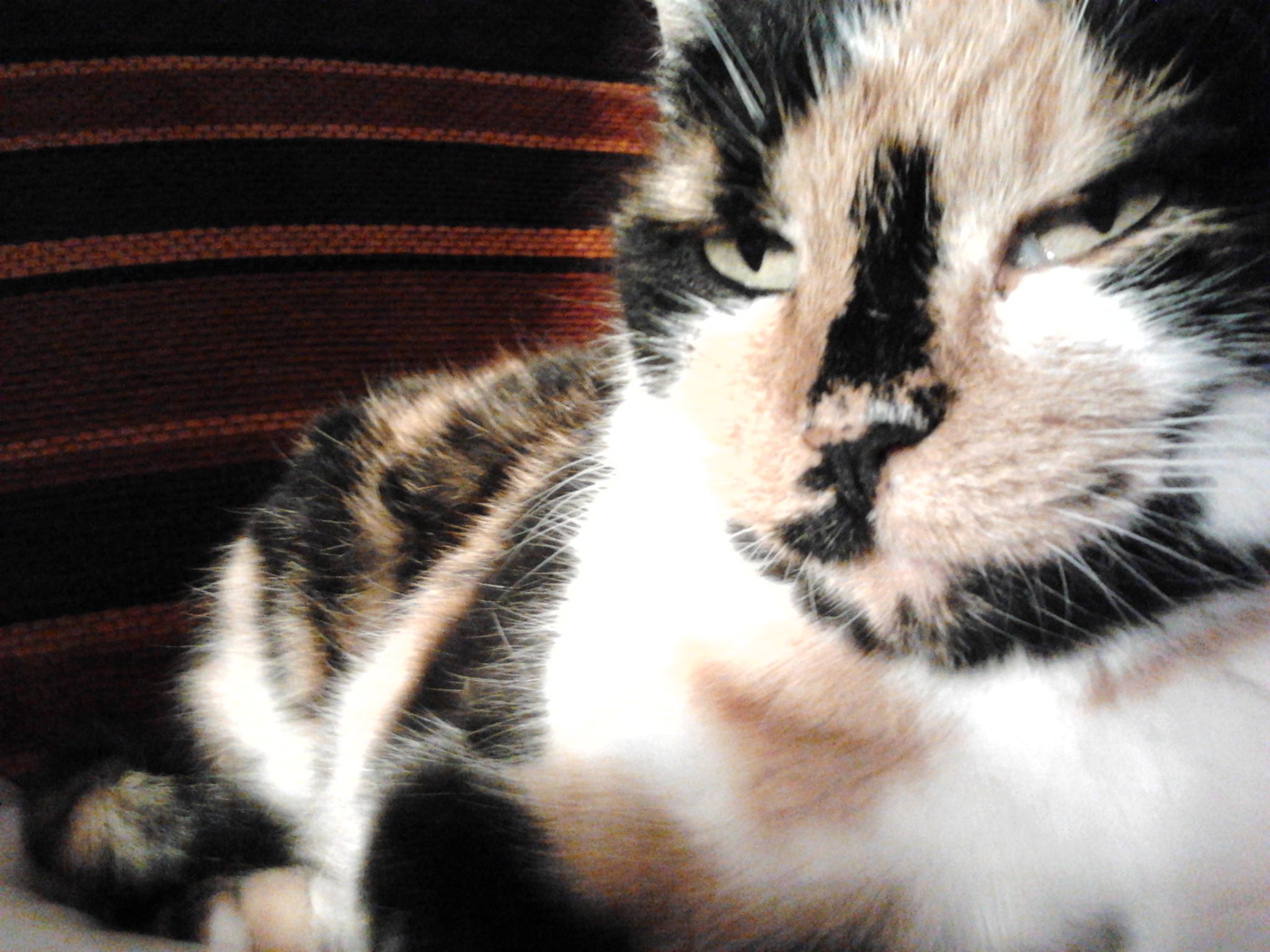 Un joli Minou - Samsung Community
