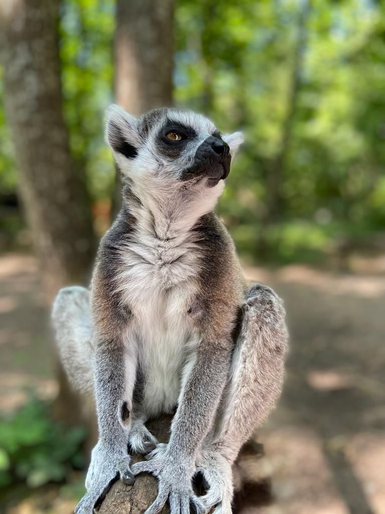 Le suricate hautain - Samsung Community