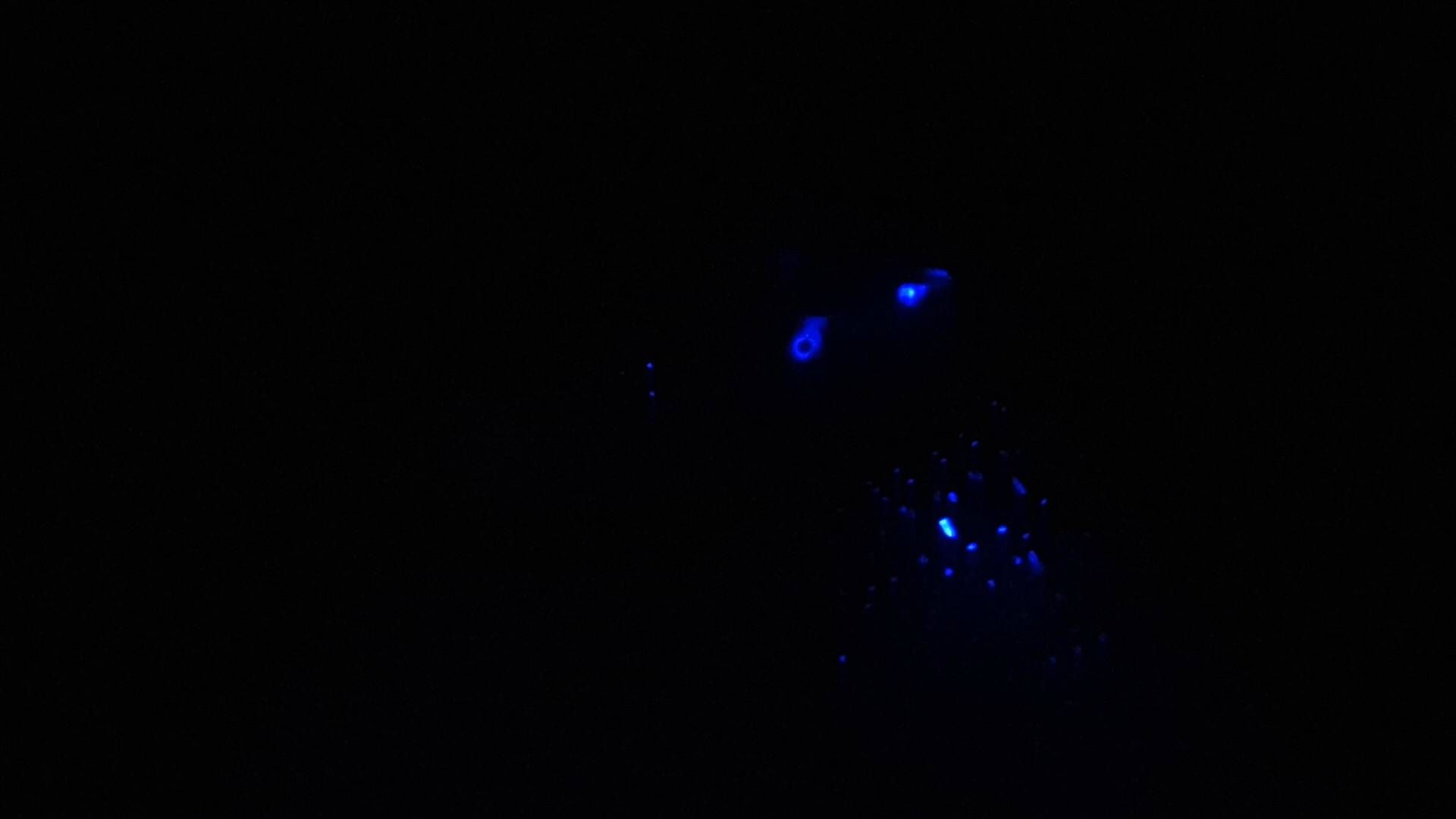 WW11BB744, WW11BB944, WW11BB945 Turbidity Sensor is... Blue! - Samsung ...