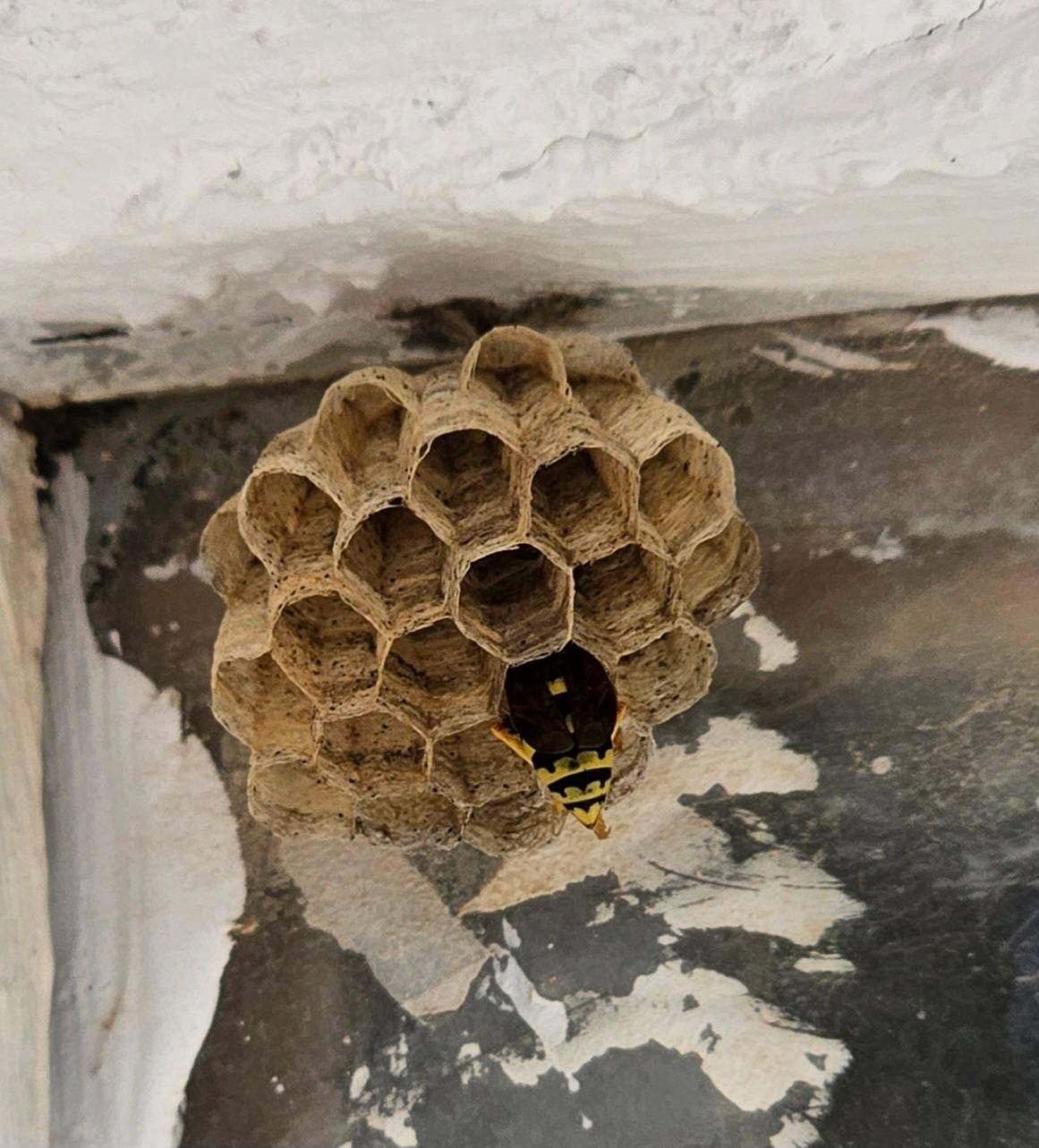 Empezando un nuevo panal. Avispas. - Samsung Community