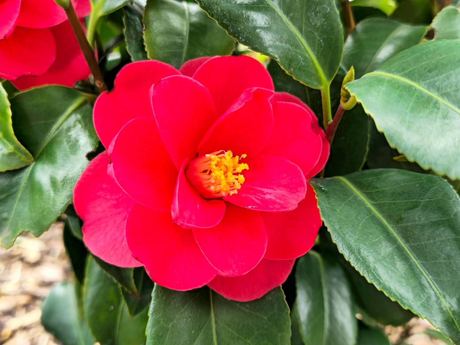 Roter Kussmund der Natur.💋 – Seite 2 - Samsung Community