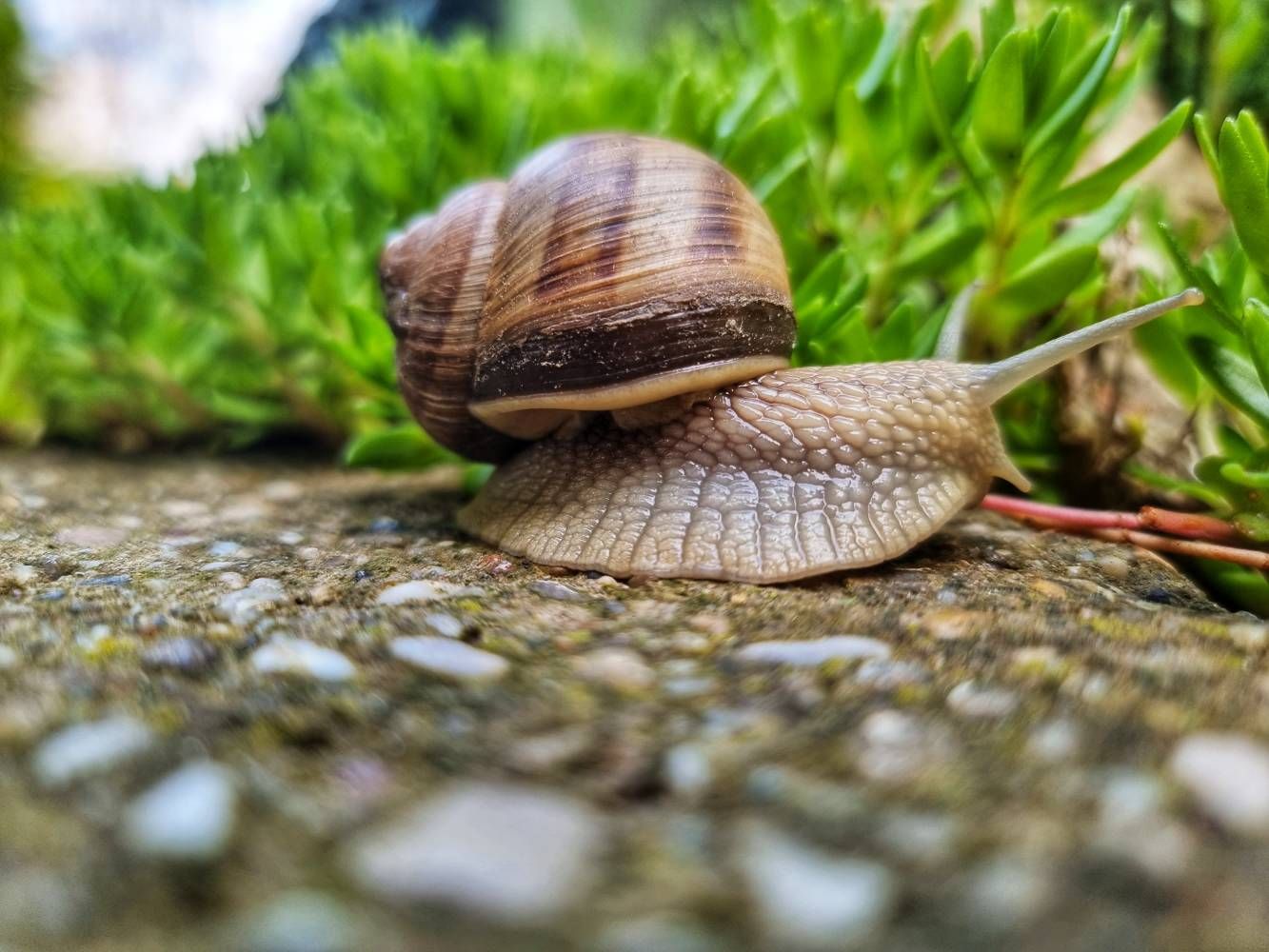 Csigusz 🐌 - Samsung Community