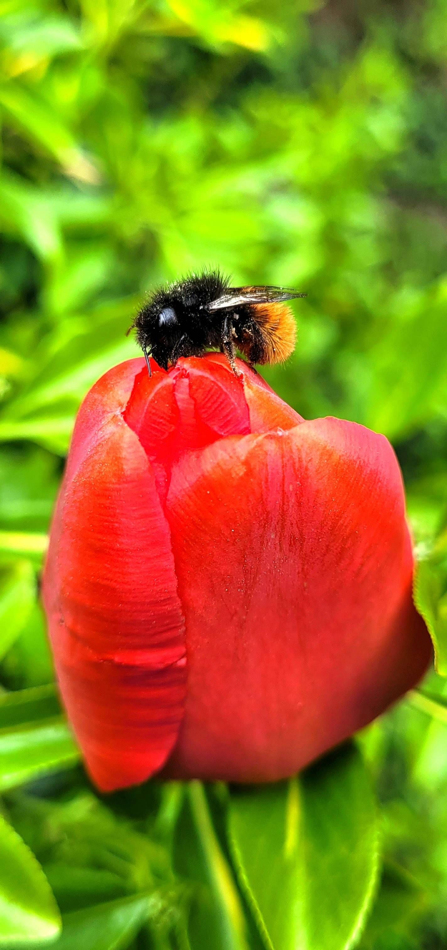 Biene Mucky - Samsung Community