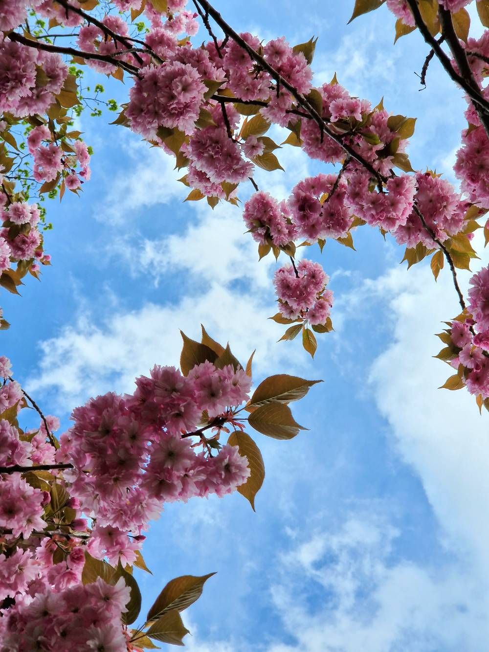 Spring - Samsung Community