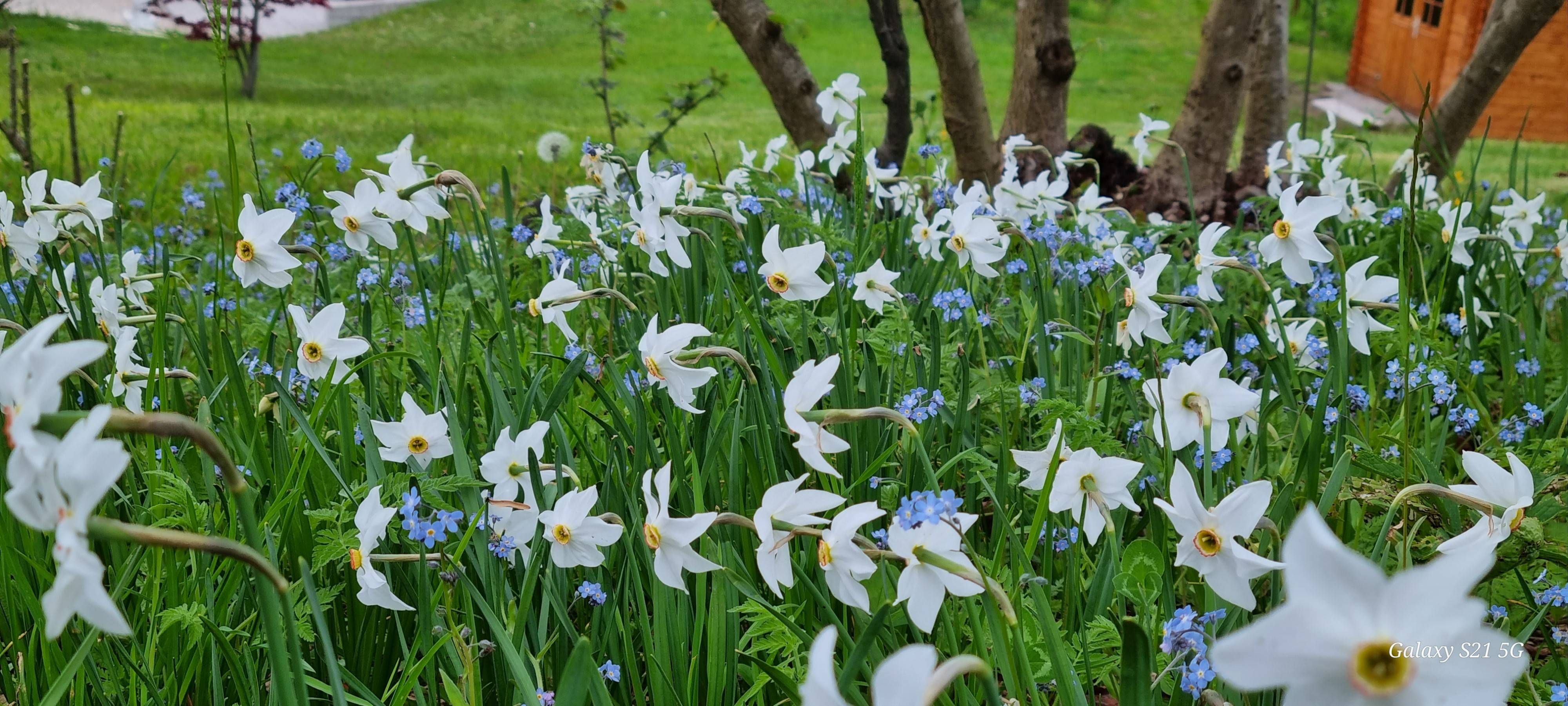 Narciso selvatico delle alpi - Samsung Community