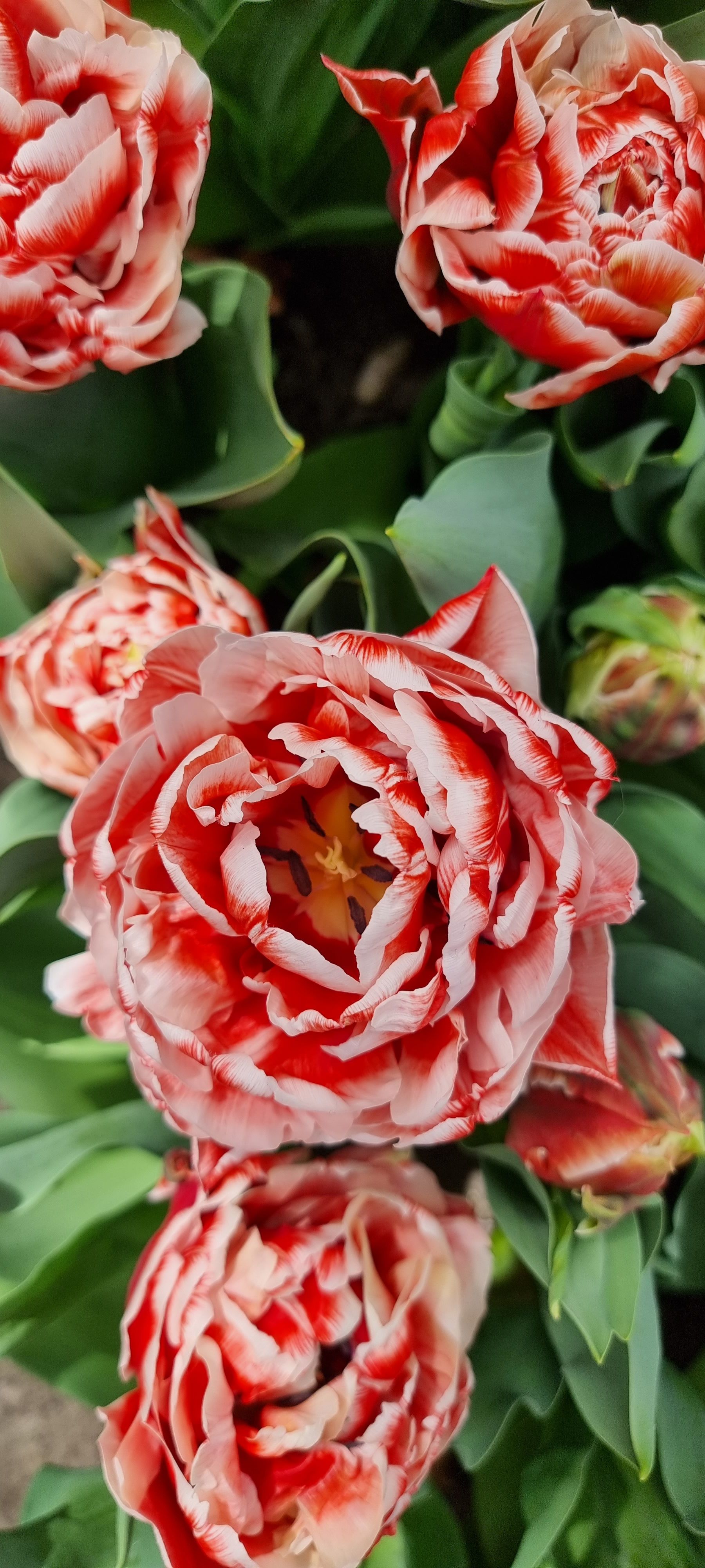 Spring - Samsung Community