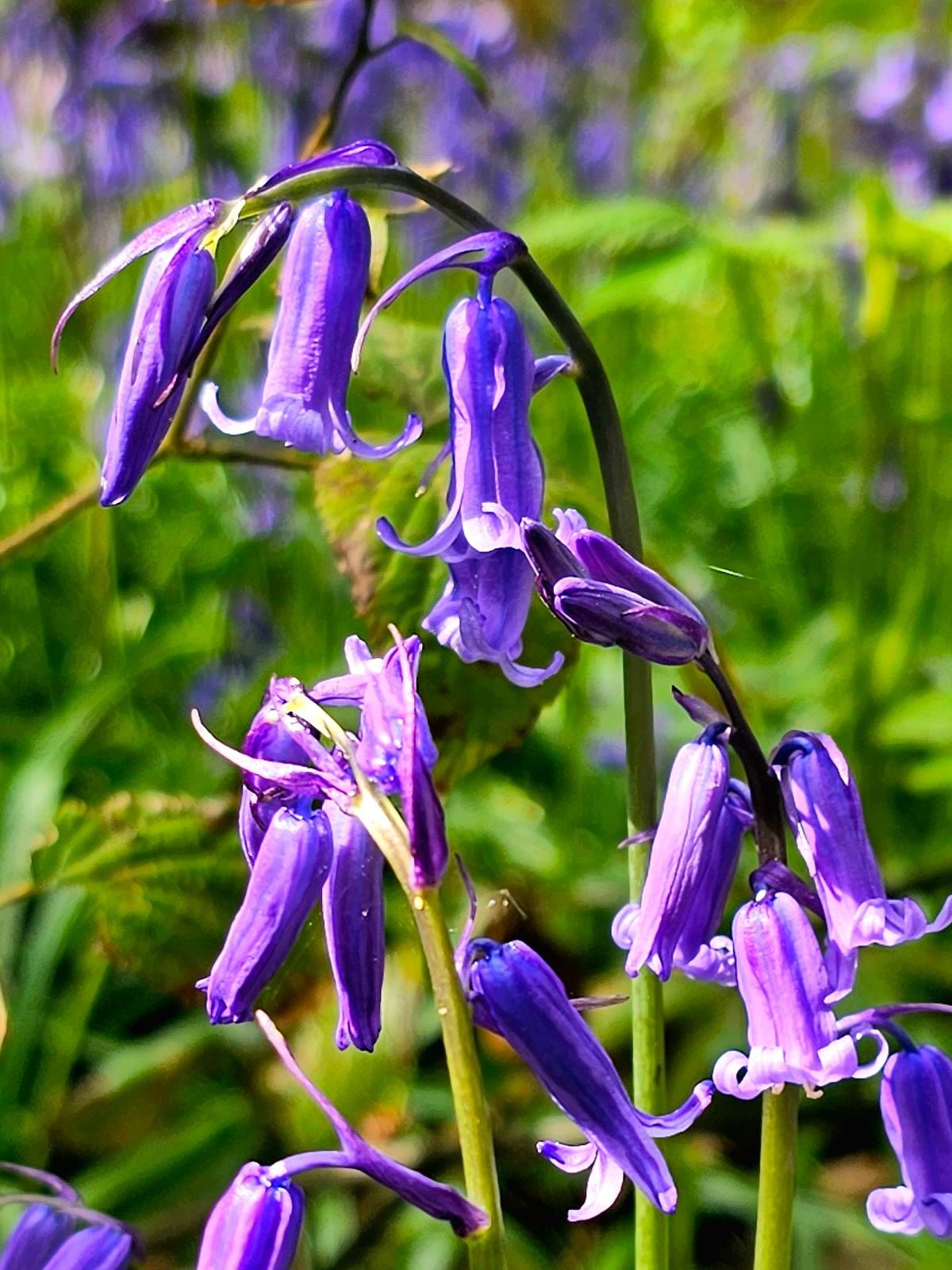 Bluebell Season - Samsung Community