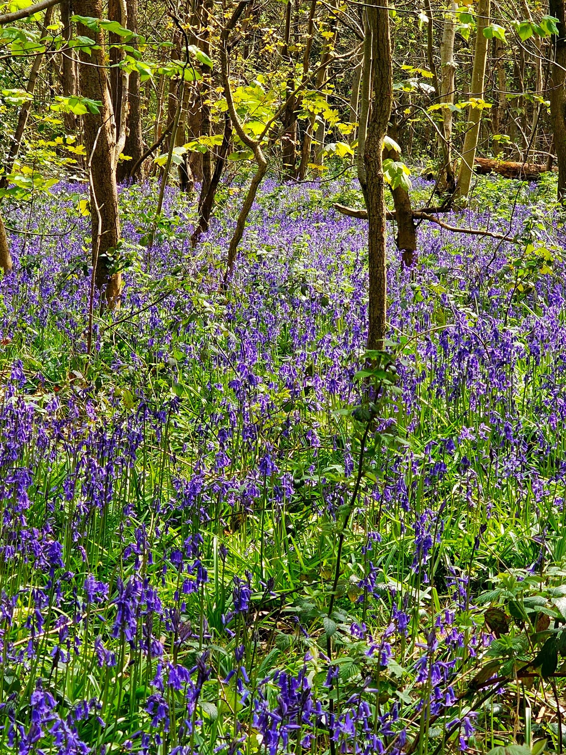 Bluebell Season - Samsung Community