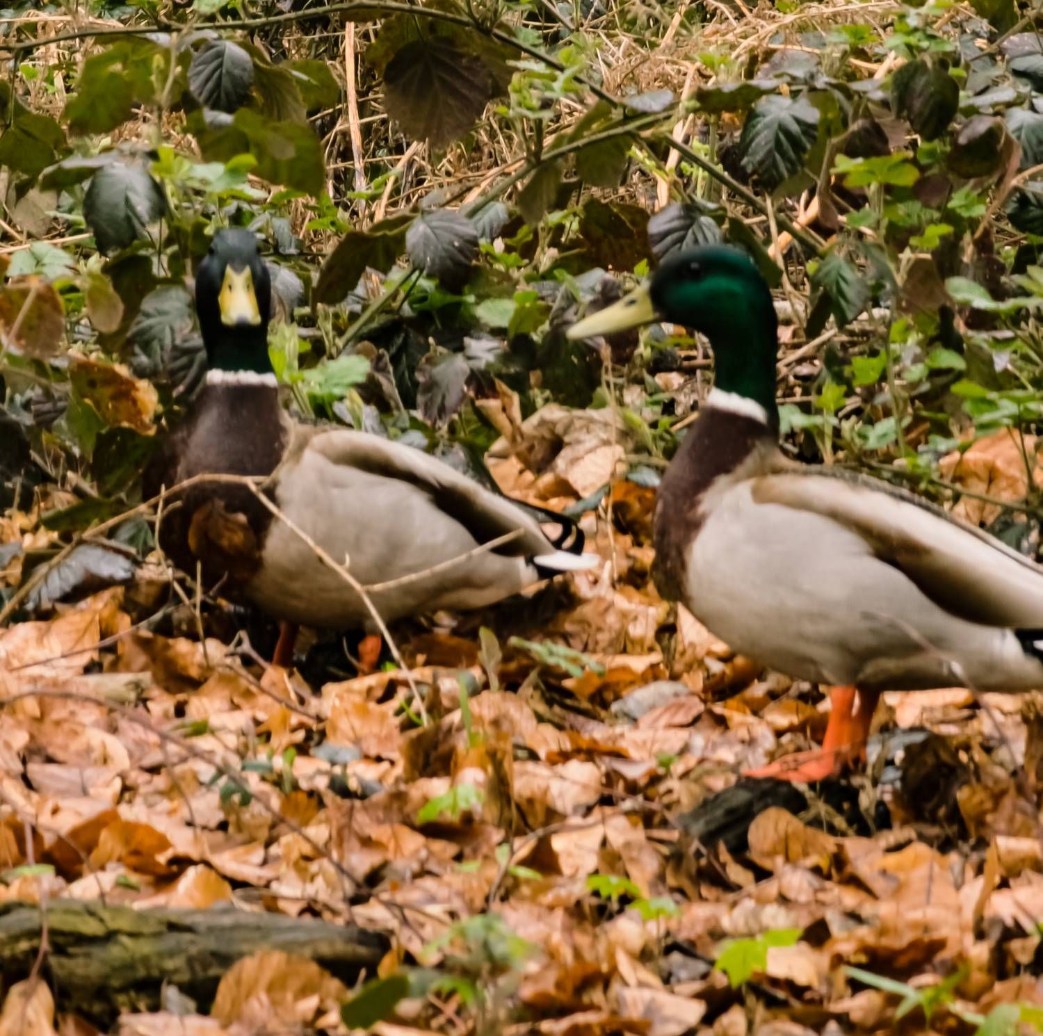 Enten beim waldbaden 😄🦆 - Samsung Community