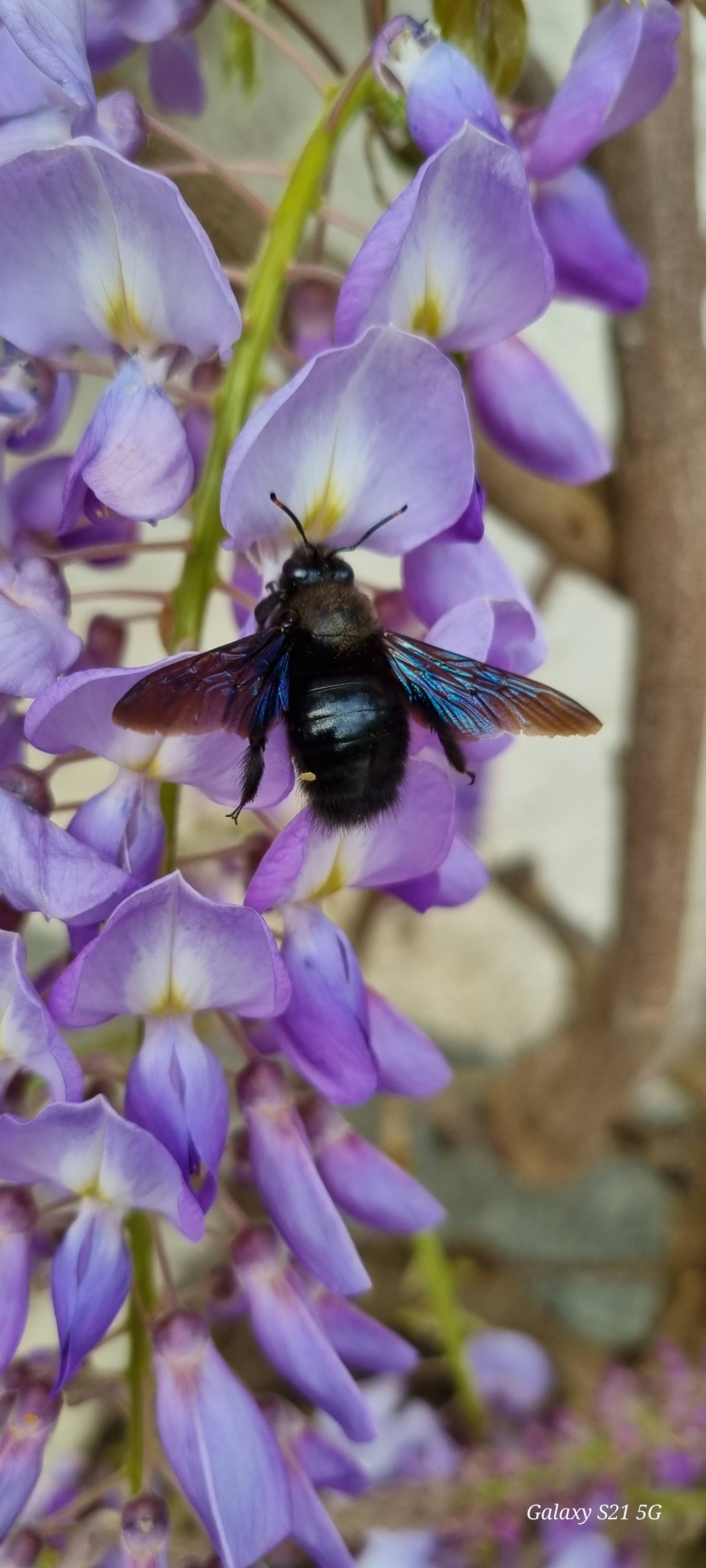 Bombo nero su glicine - Samsung Community