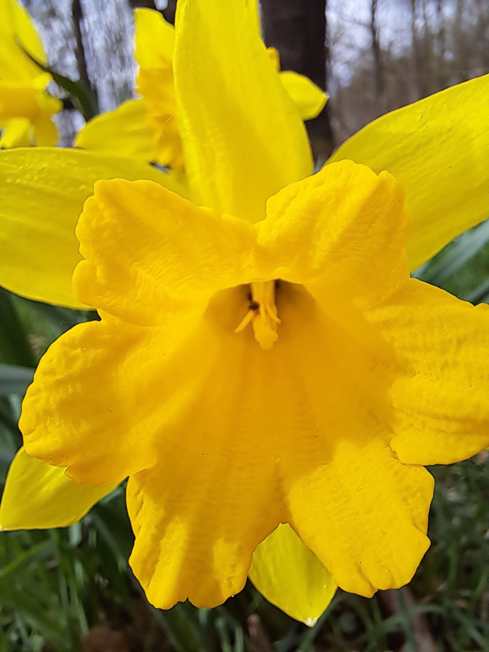 Blume - Samsung Community