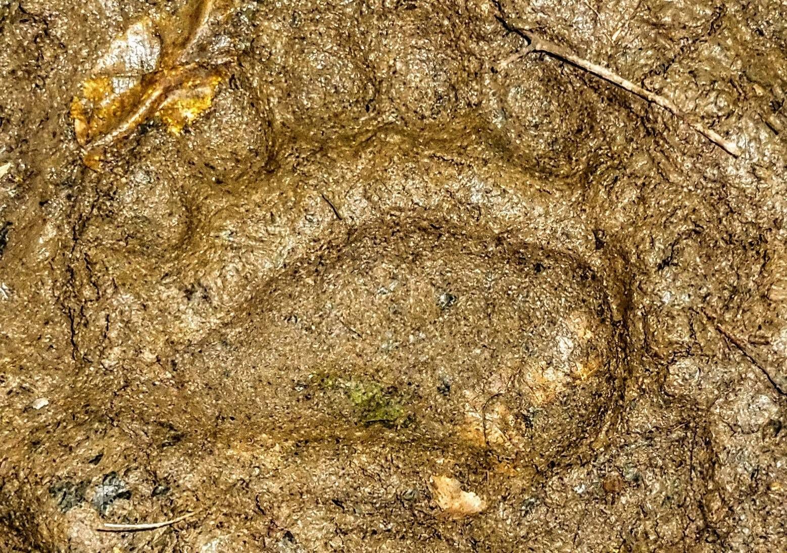 Medvedia stopa - Samsung Community