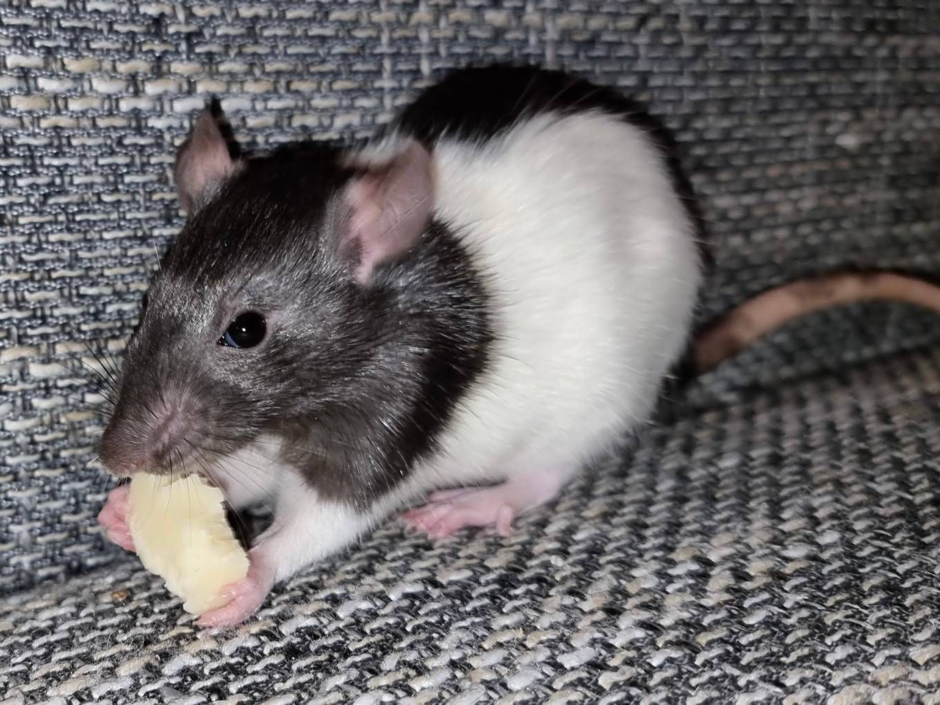 Présentation de mes anges - Page 3 - Samsung Community