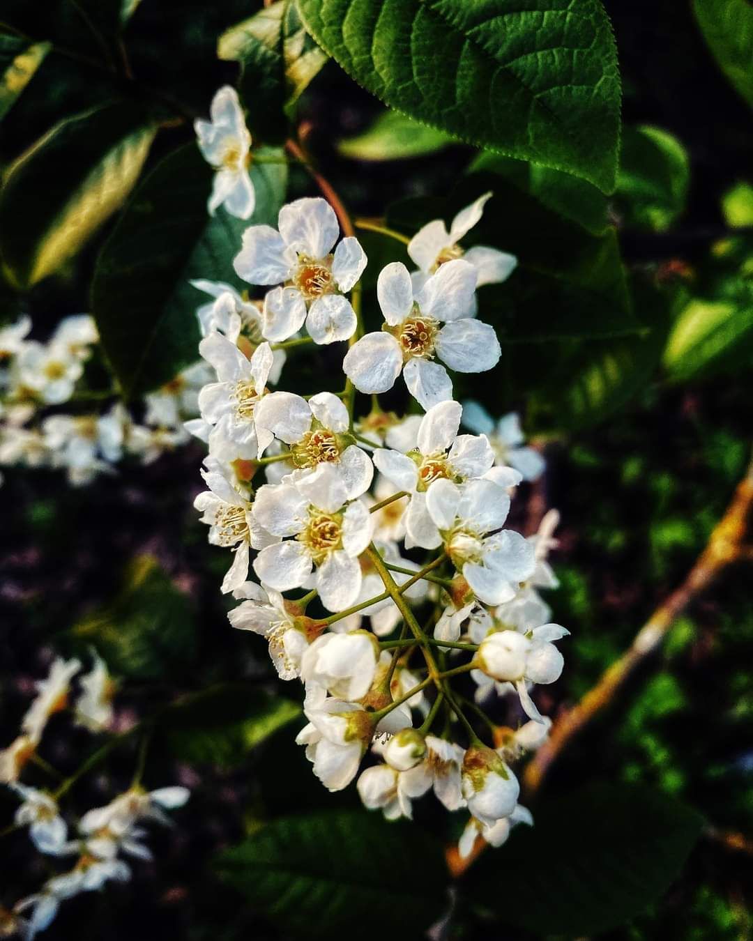 Ak Vasara ,vasara tu mani traku padari🙂 - Samsung Community