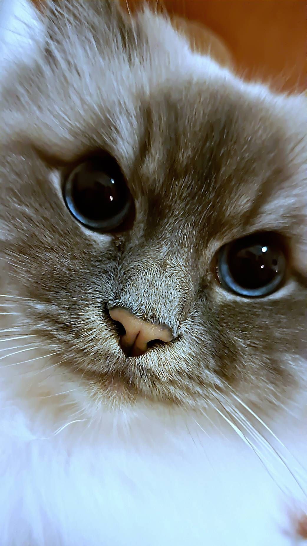 Portrait of my cat - Samsung Community