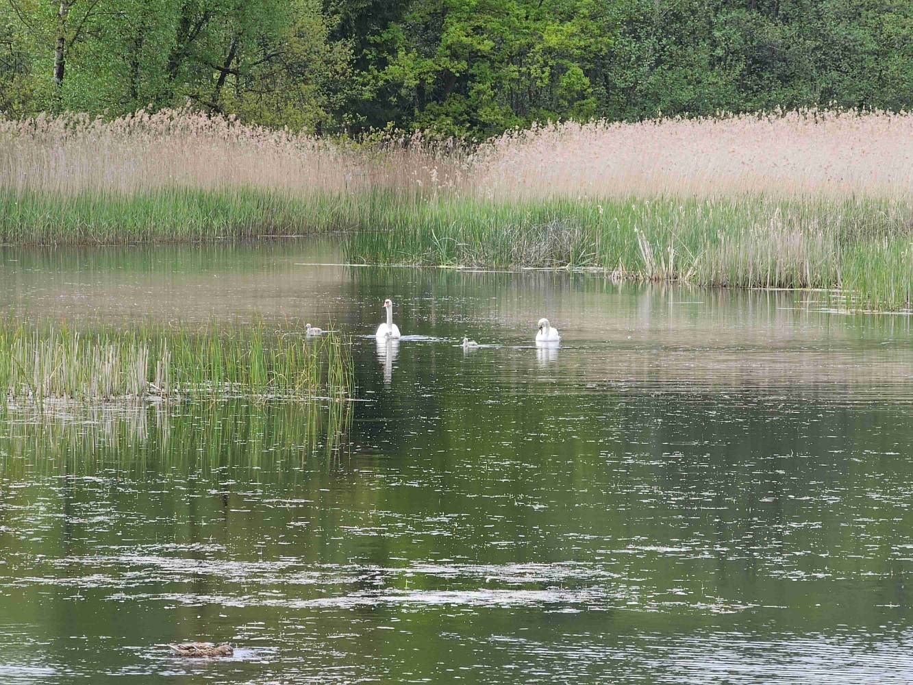 Babyalarm - Samsung Community