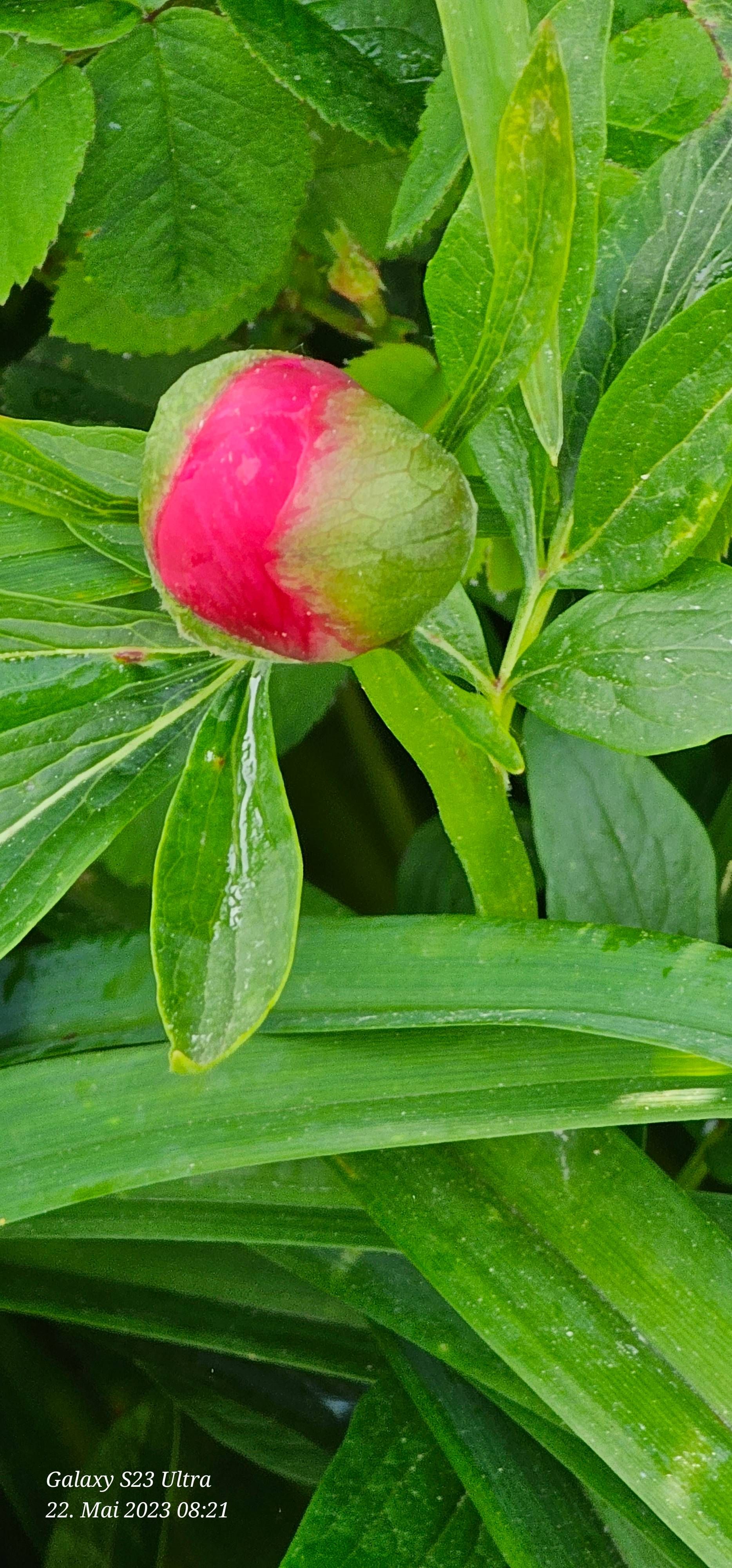 Was Blüht denn da ? (Lotus Effekt) - Samsung Community