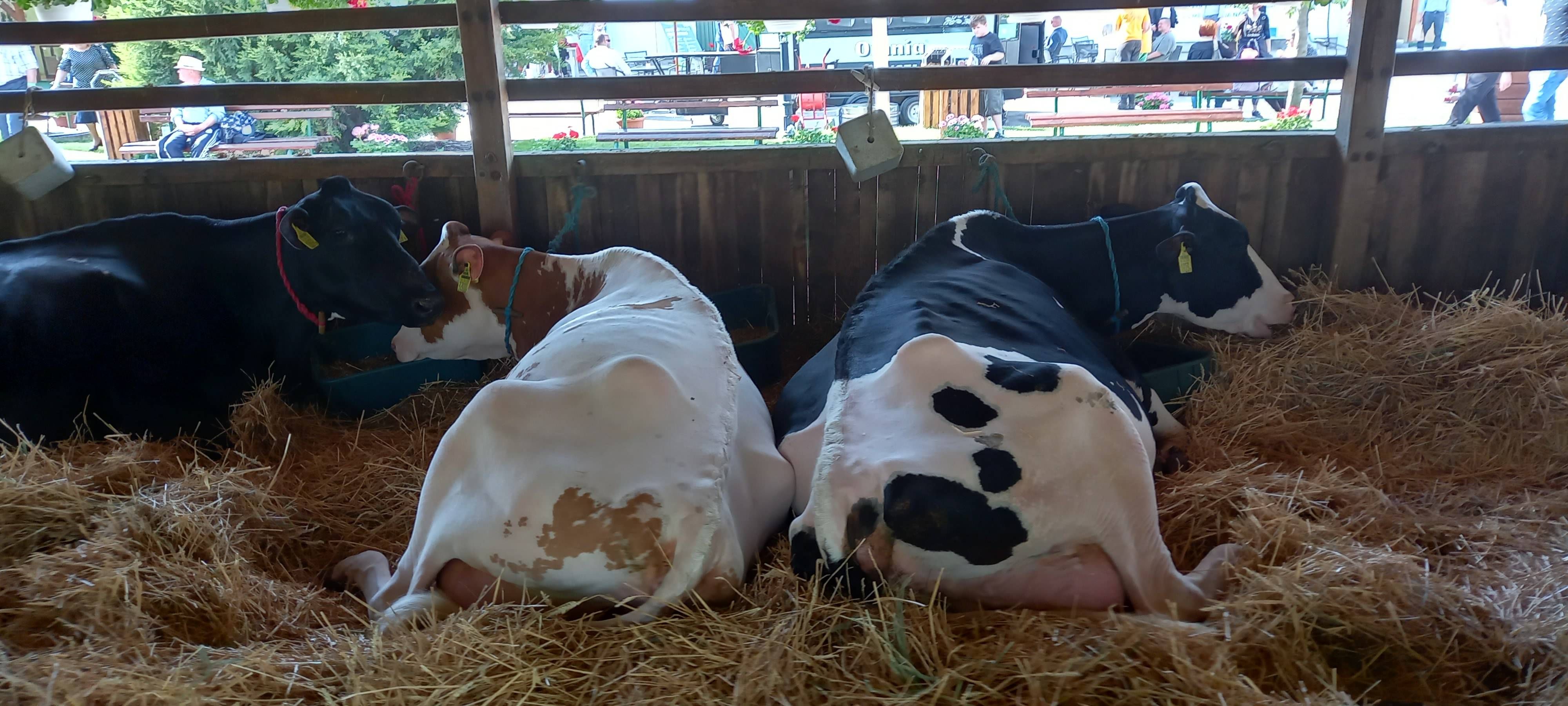 Bocik - Samsung Community