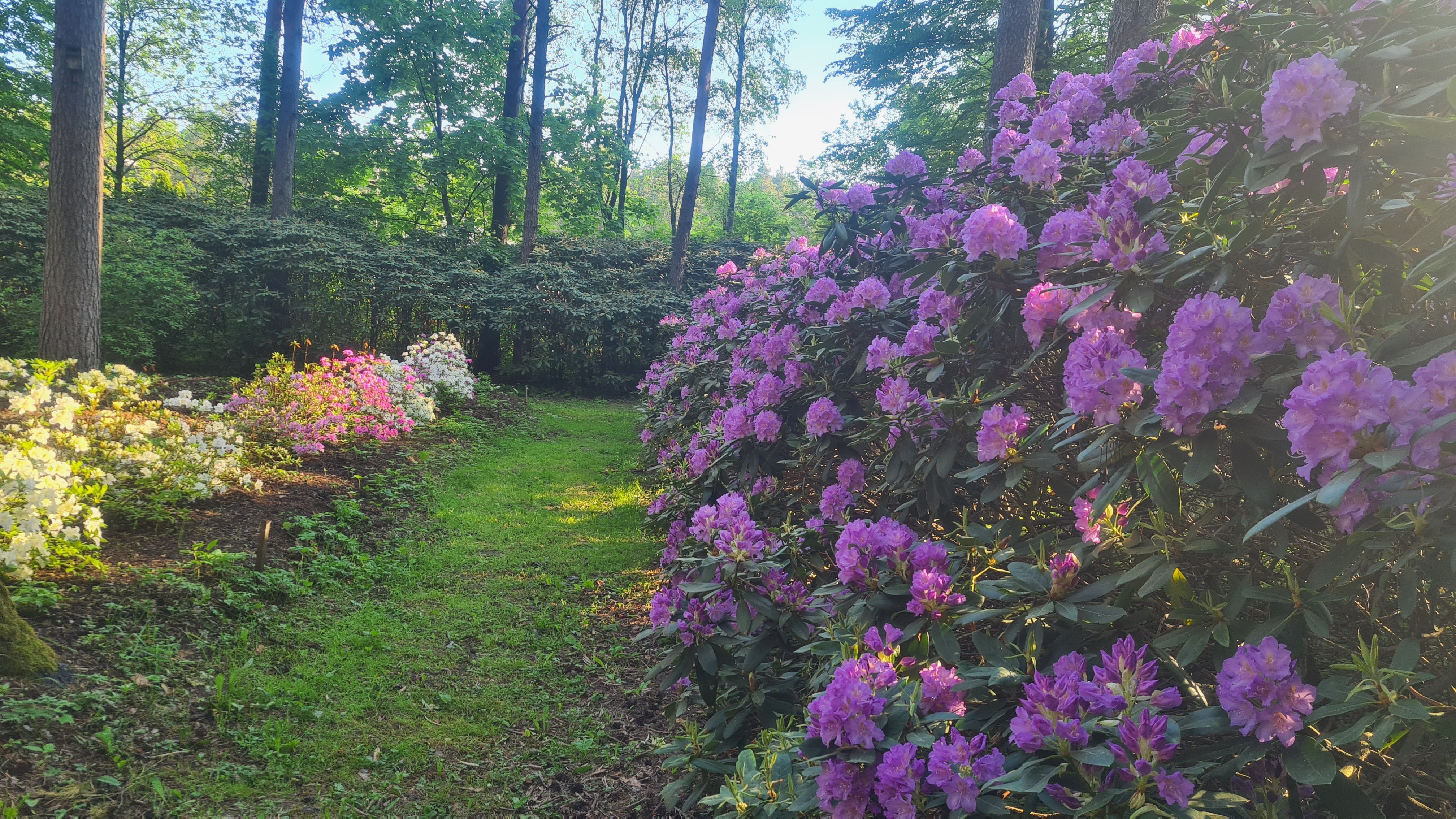 Rododendru ziedēšanas svētki - Samsung Community