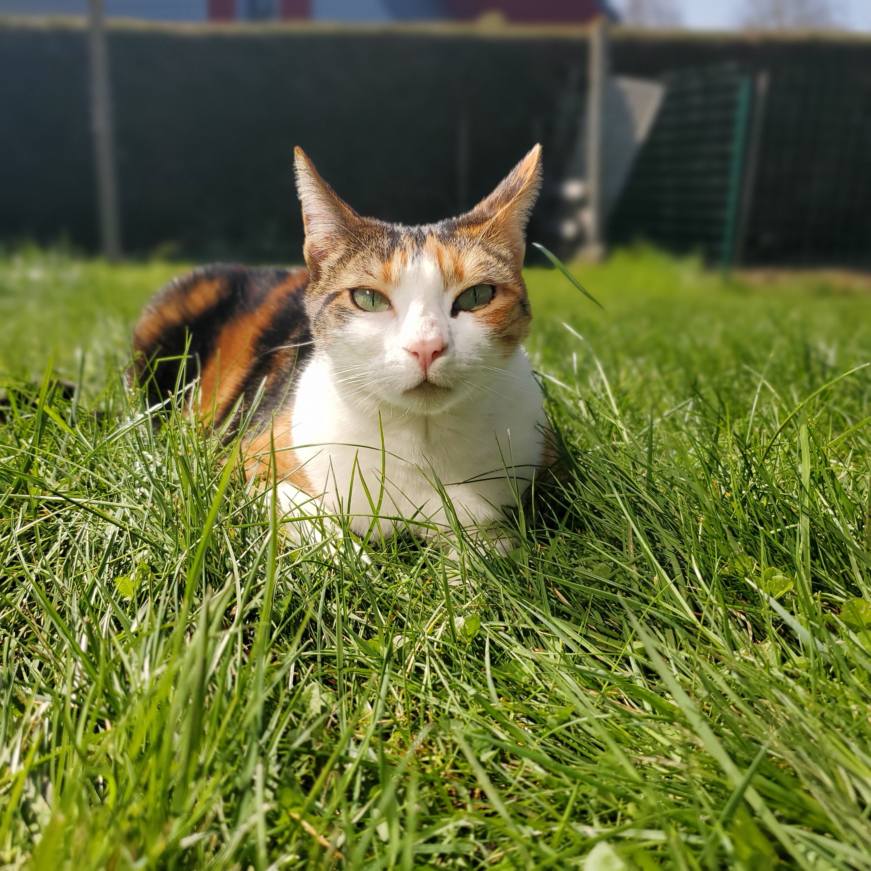 Miss queen - Samsung Community