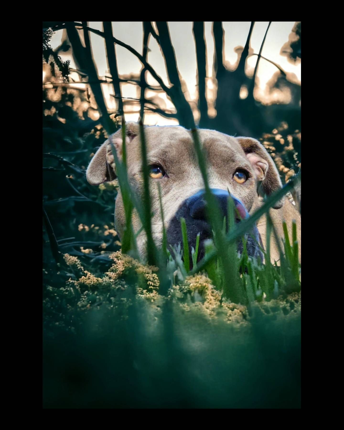 Wuff Wuff 🐶 ich bin Elli - Samsung Community