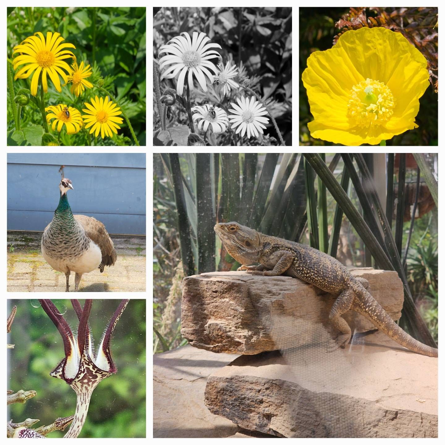 Mir war nach Collagen 😊 - Samsung Community