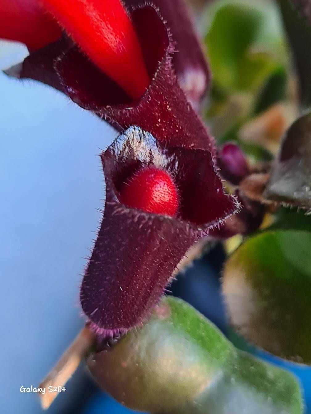 Schamblumen ( knallrot) - Samsung Community