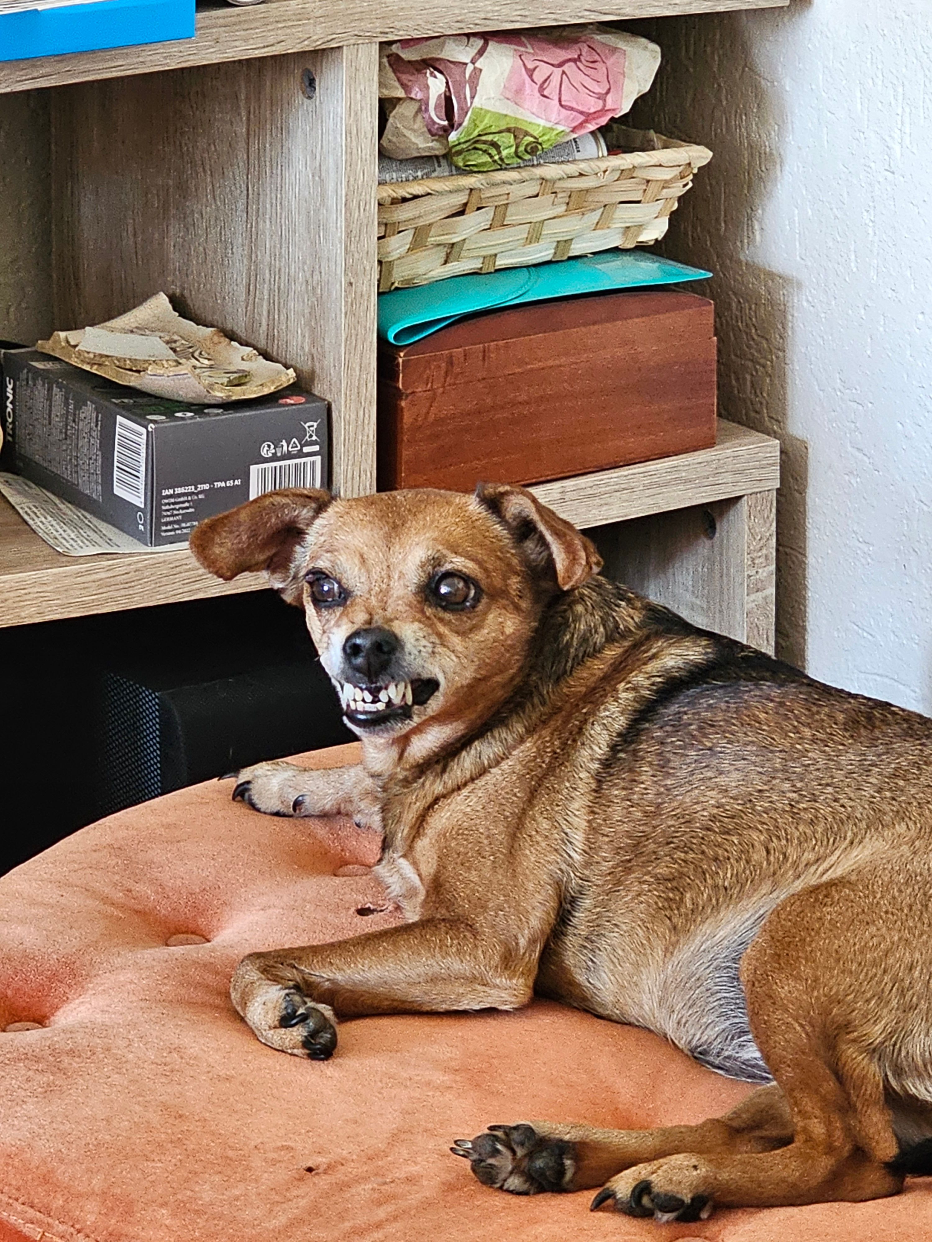 Milo (The Mask) - Samsung Community