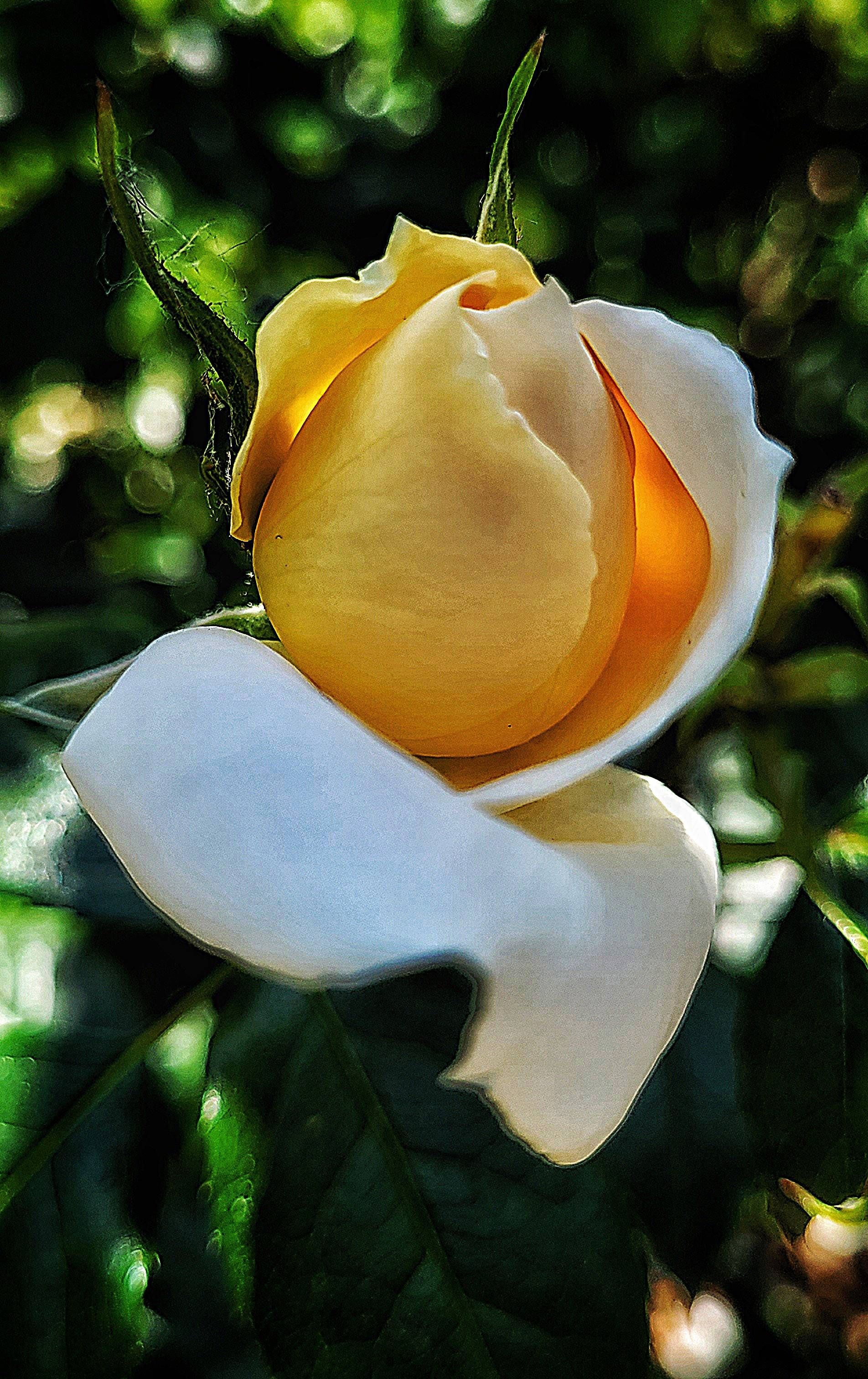 Guten Morgen - Samsung Community