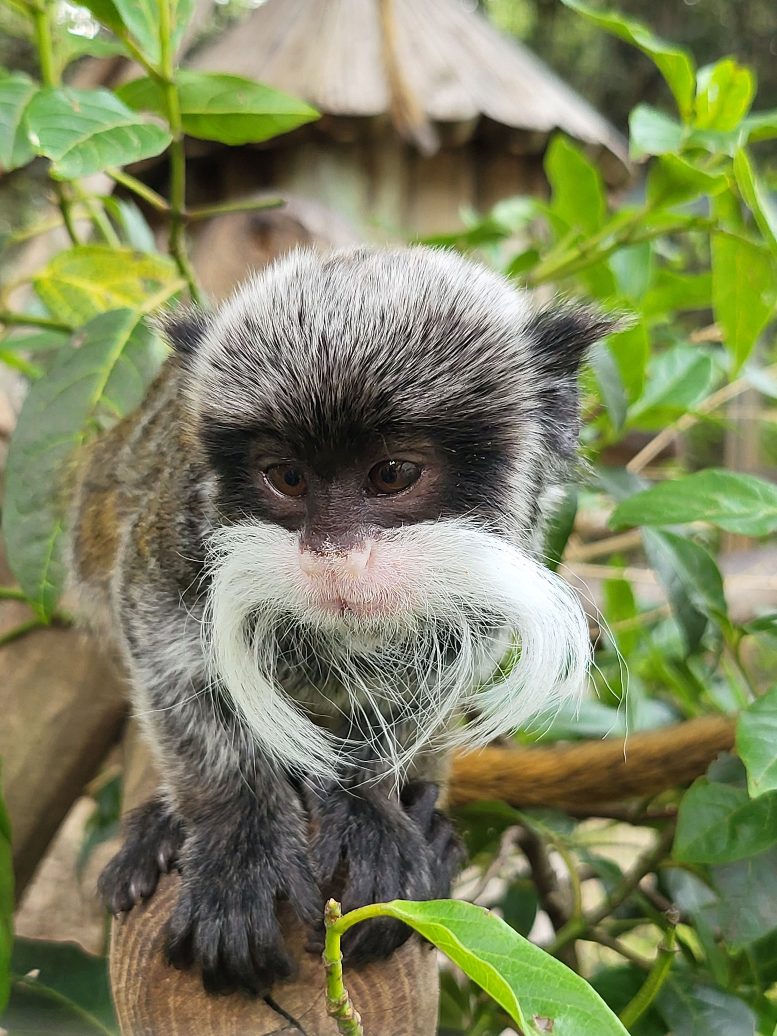 Portrait de singe - Samsung Community