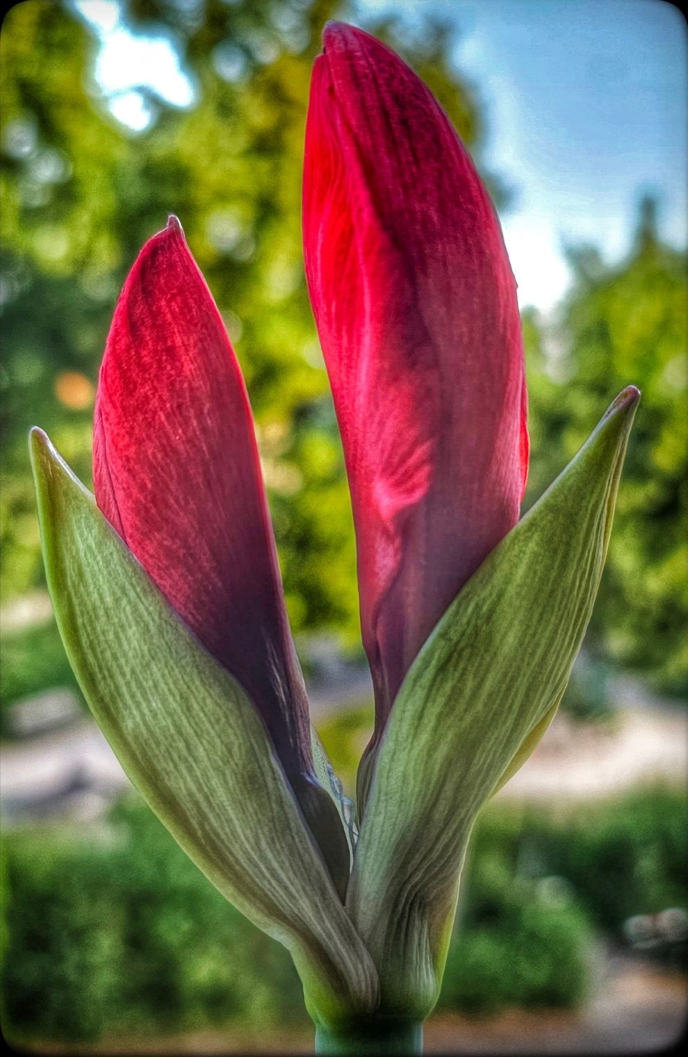 Und es kam der Tag, da das Risiko, in der Knospe zu verharren ...