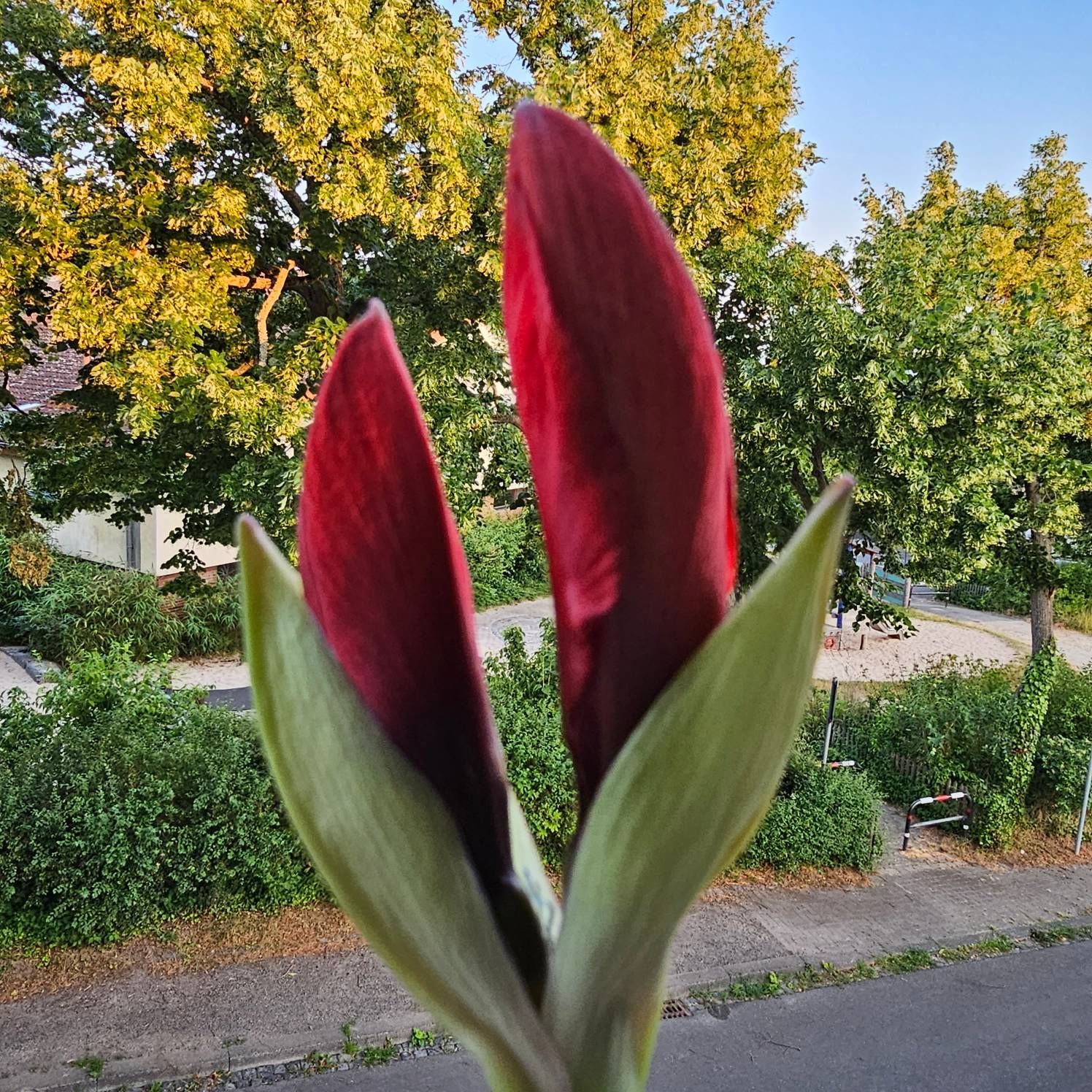 Und es kam der Tag, da das Risiko, in der Knospe zu verharren ...