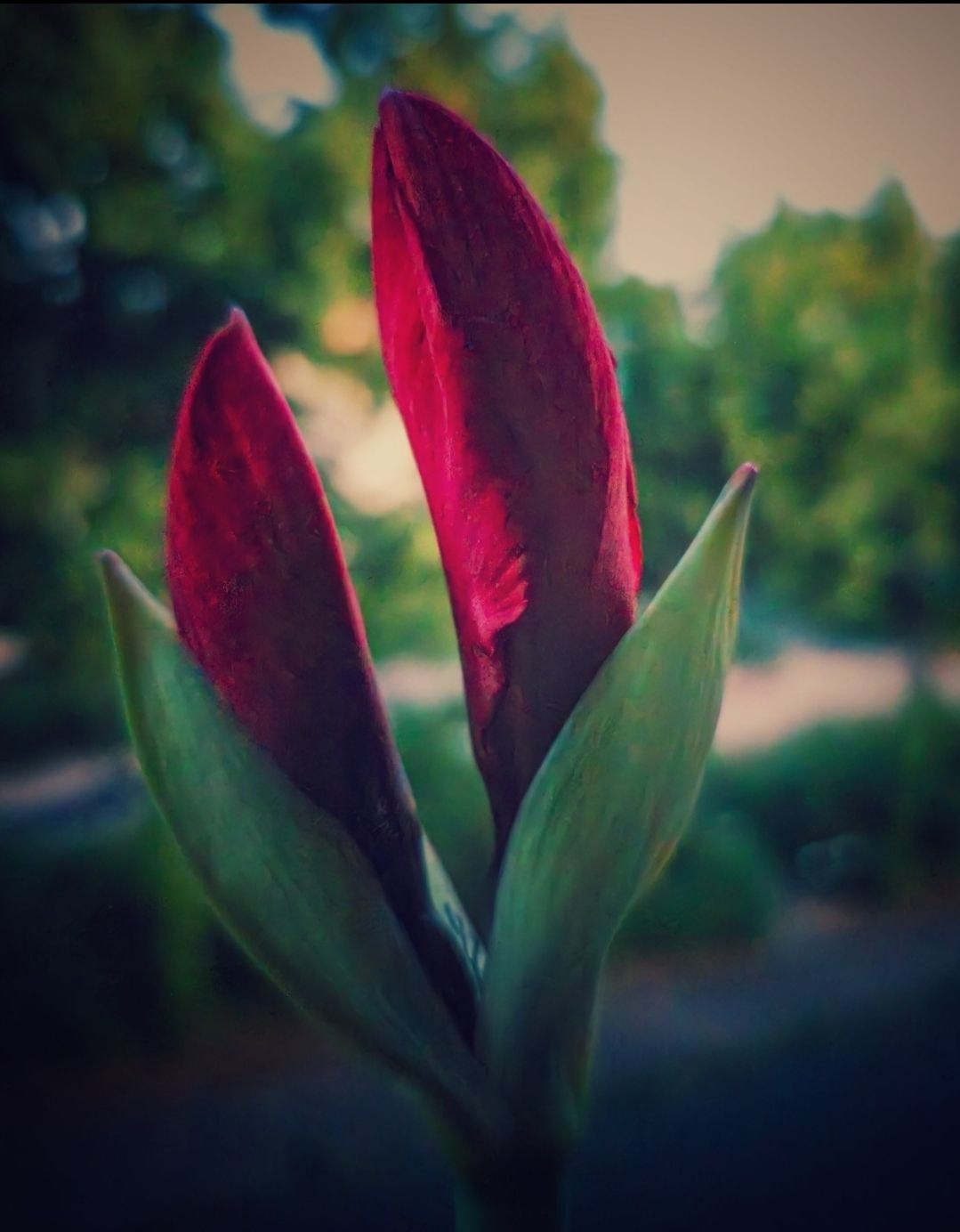 Und es kam der Tag, da das Risiko, in der Knospe zu verharren ...