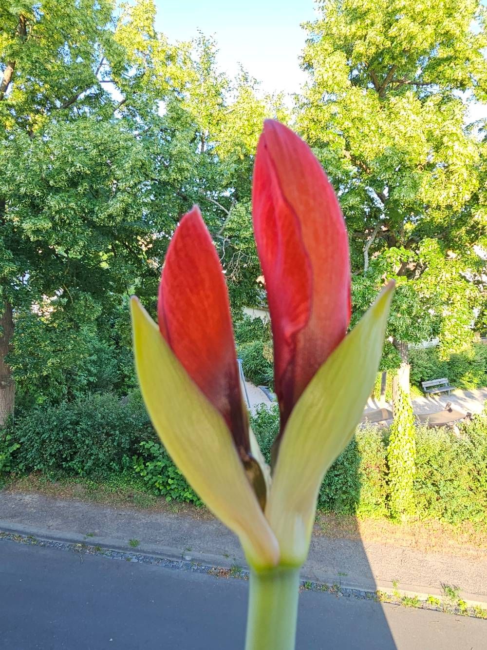 Und es kam der Tag, da das Risiko, in der Knospe zu verharren ...