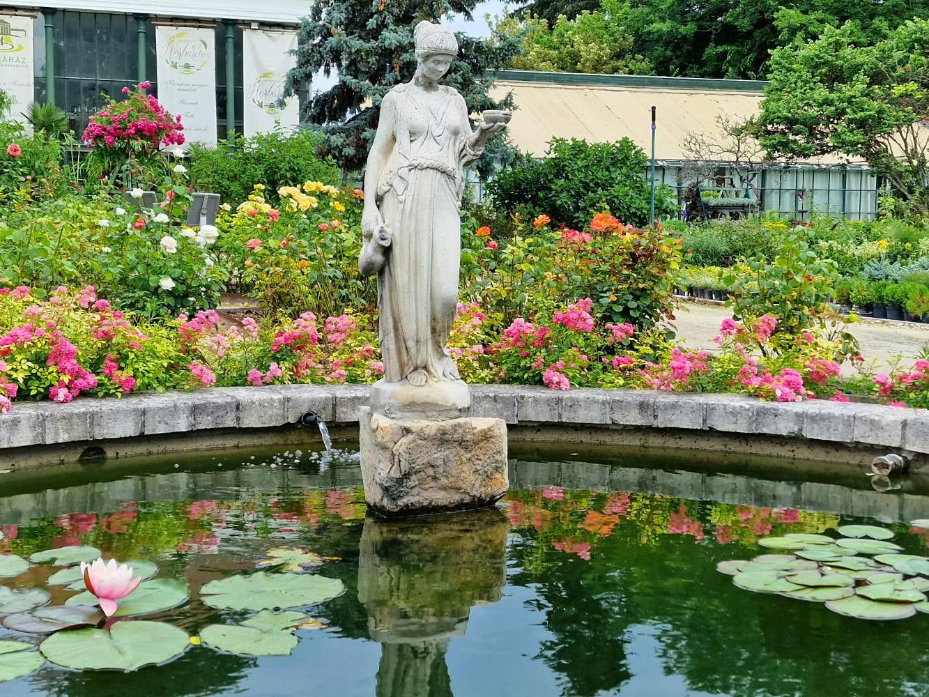 Tavi rózsa - Samsung Community