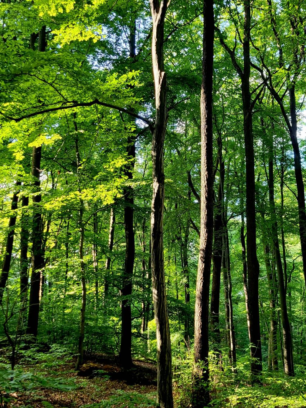 (7 zdjęć) Cieniste zielenie... | Tylko S20 FE, naprawdę... - Samsung ...