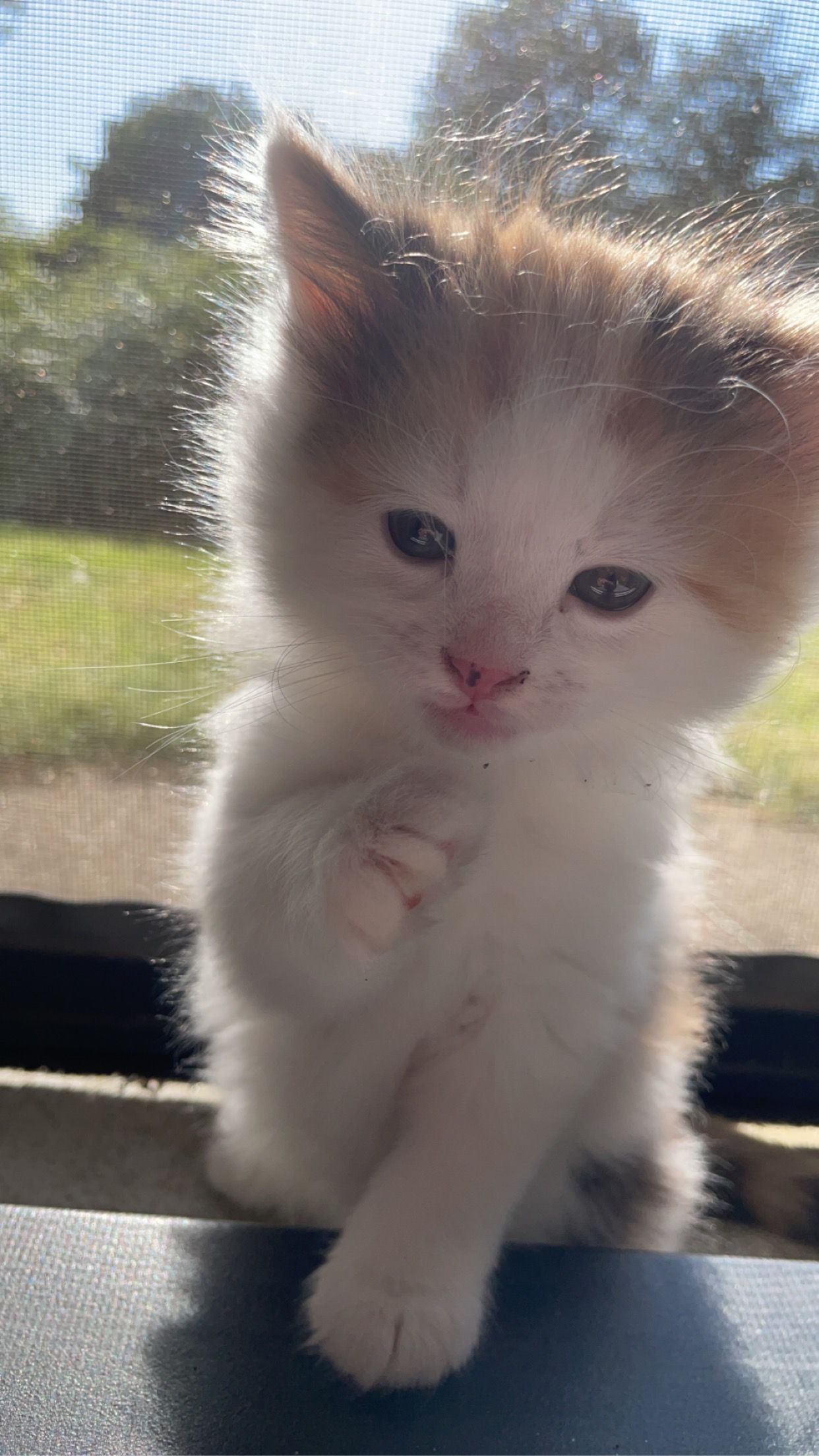 Baby chat 🐱 - Samsung Community