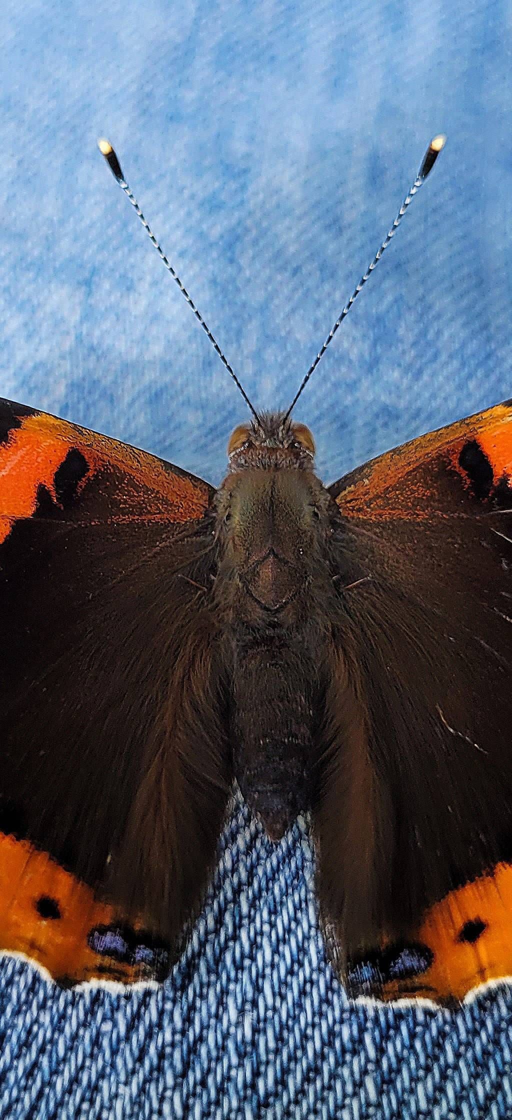 Admiral Batterfly - Samsung Community