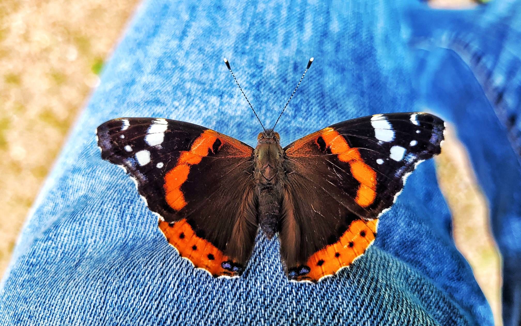 Admiral Batterfly - Samsung Community