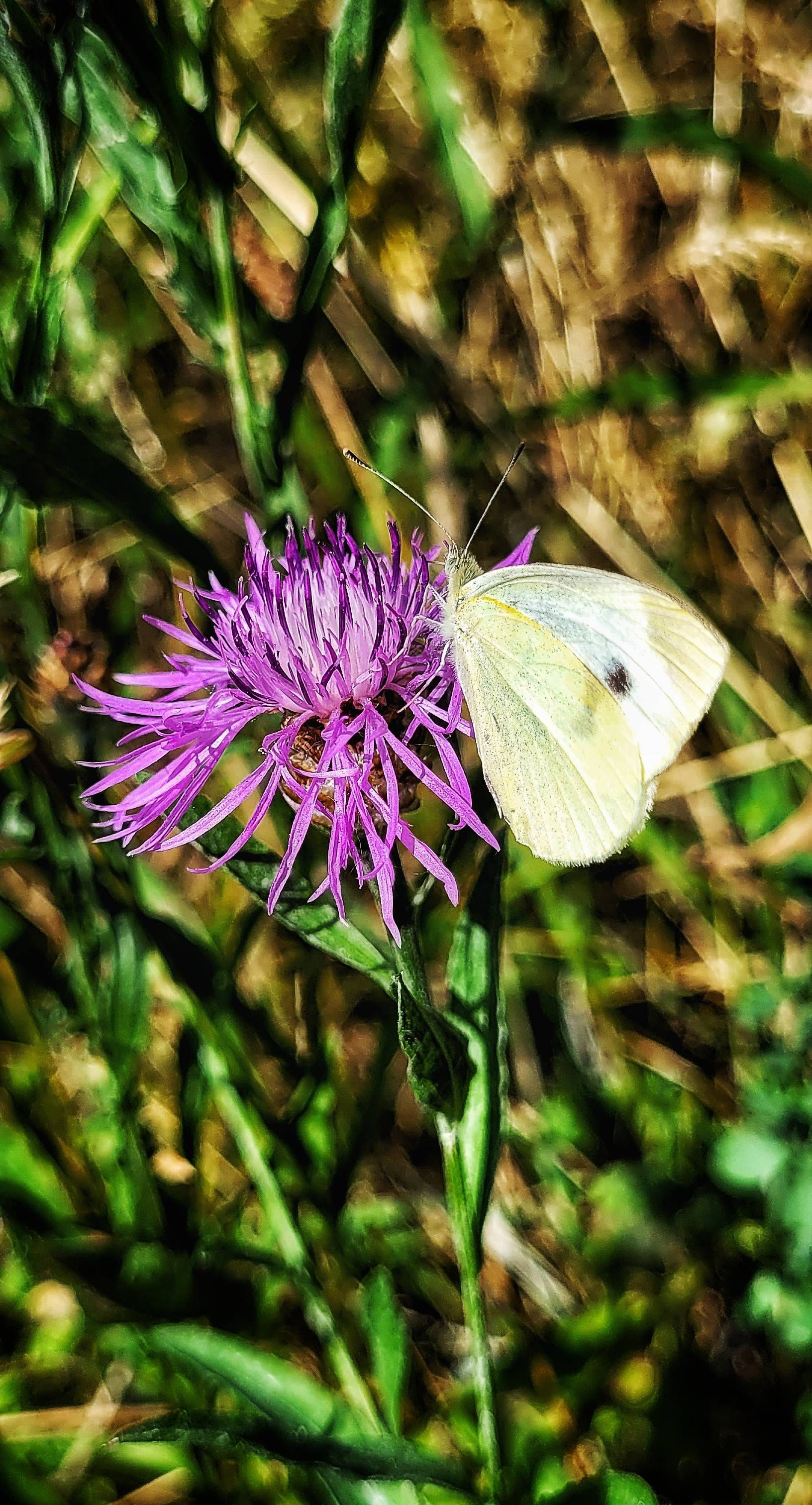 Batterfly 2 - Samsung Community