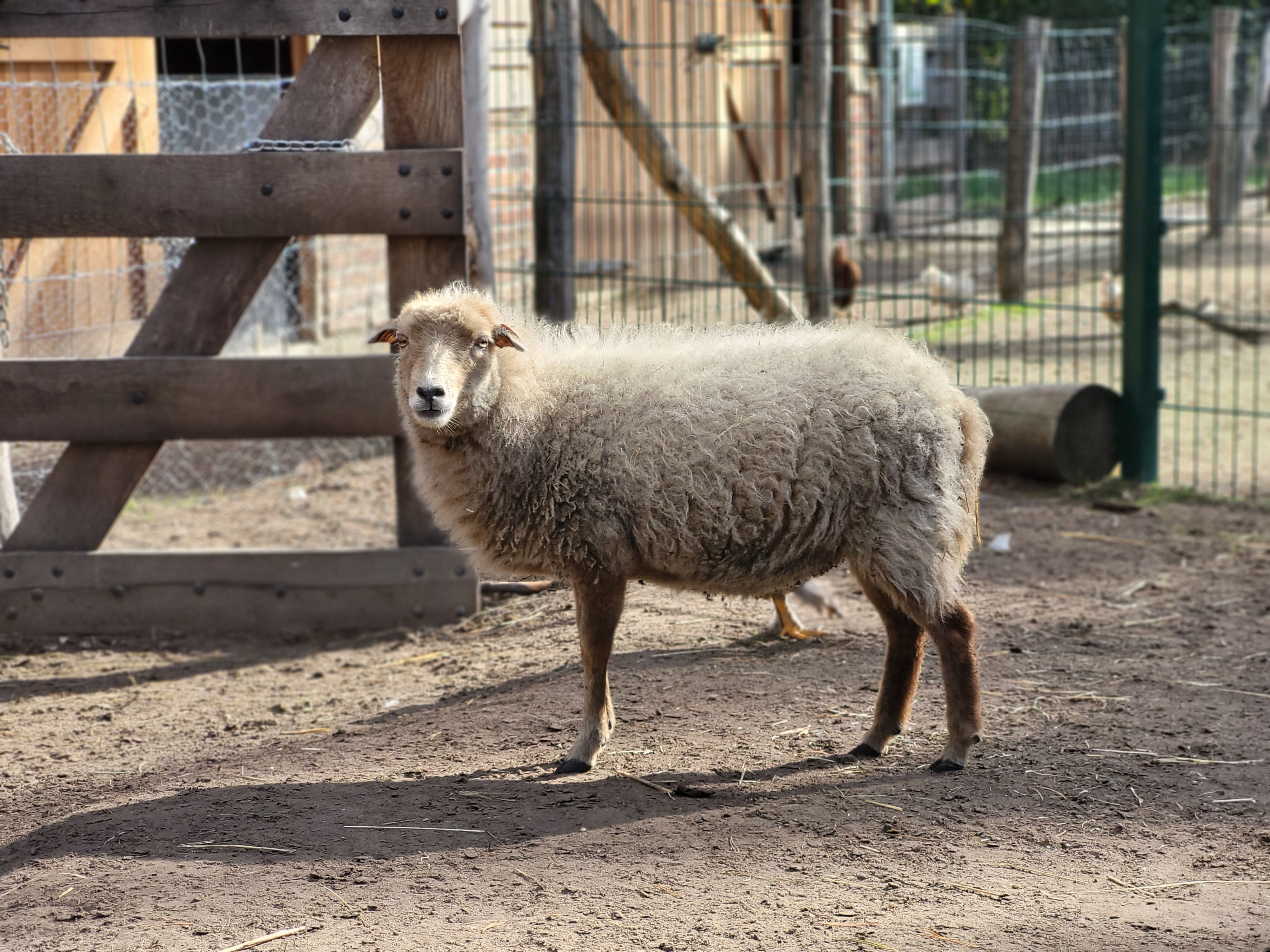 Sheep at the local farm - Samsung Community