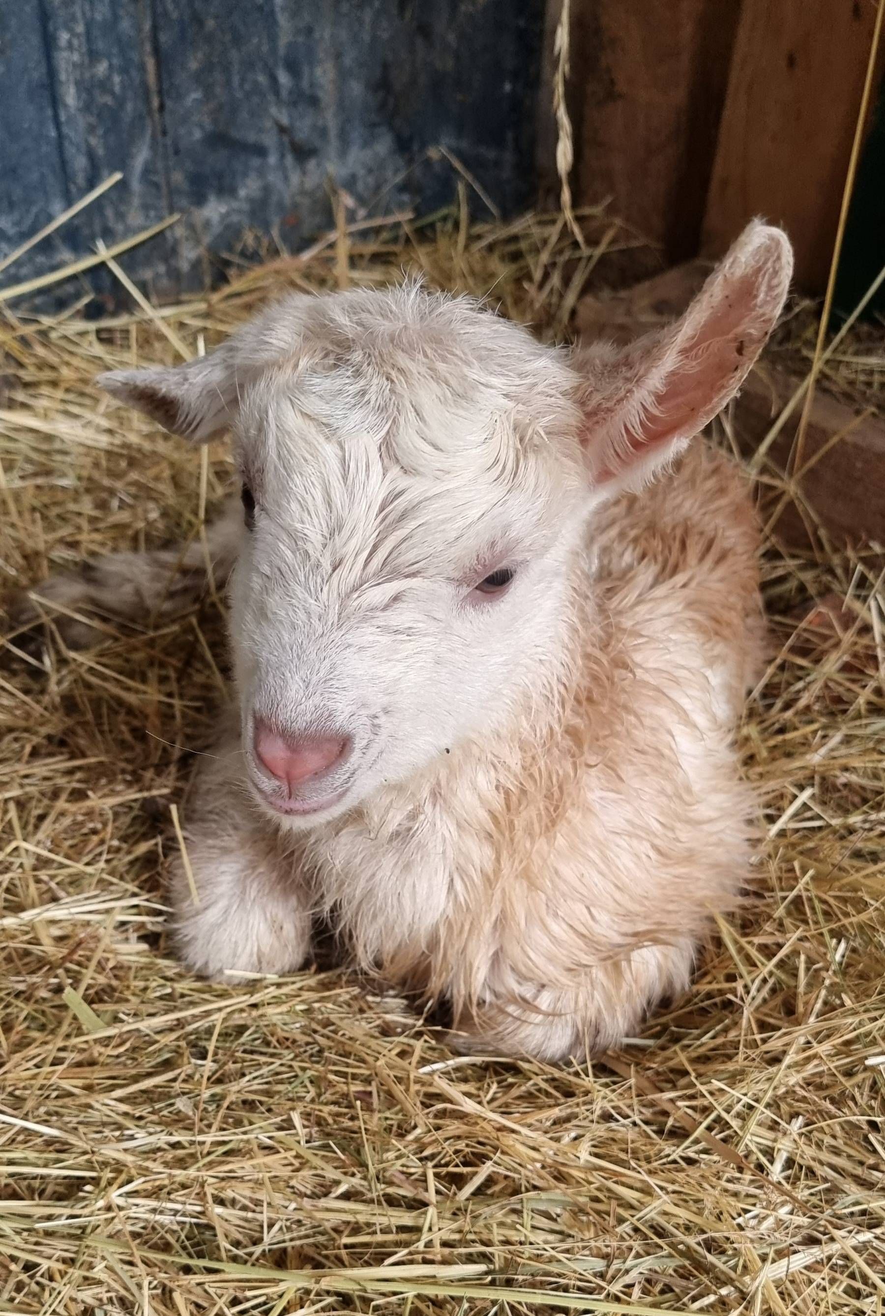 Chèvre alpine - Samsung Community