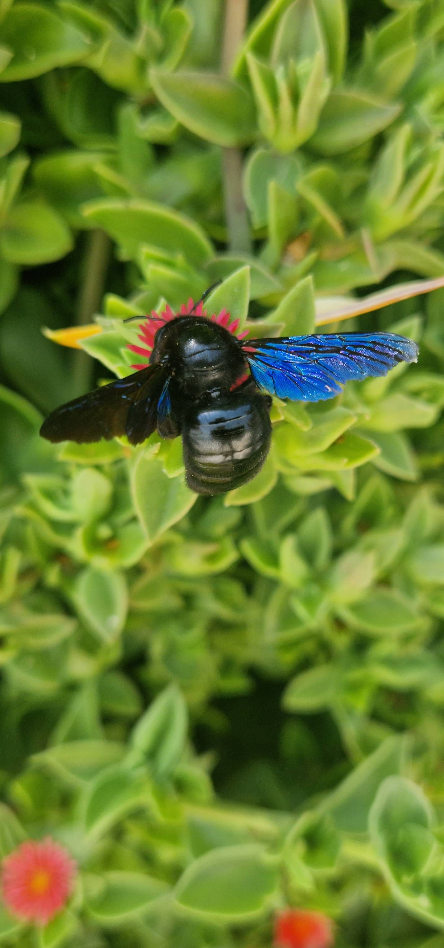 Corfu Black Bee - Samsung Community