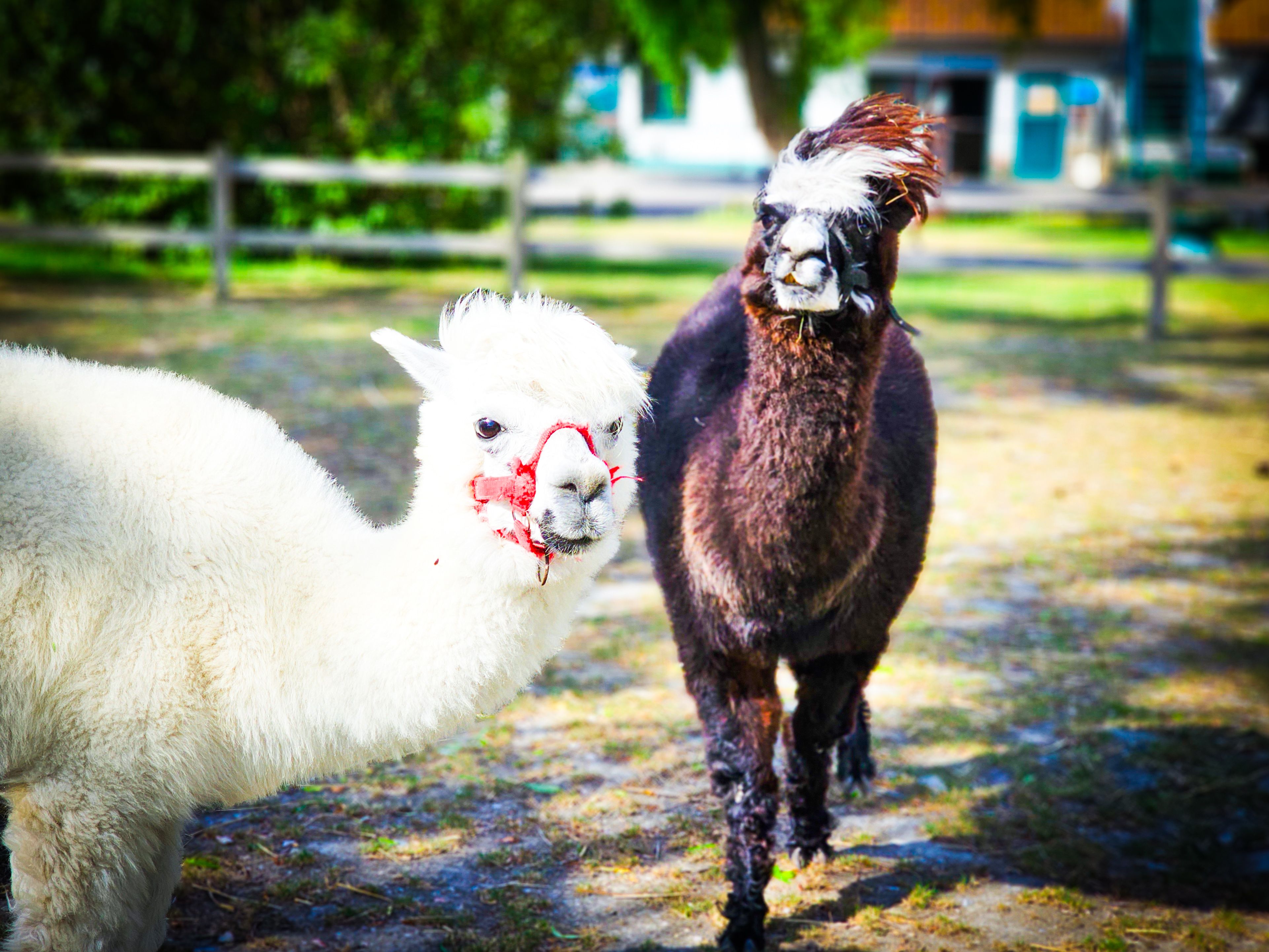 Lama 🦙 - Samsung Community