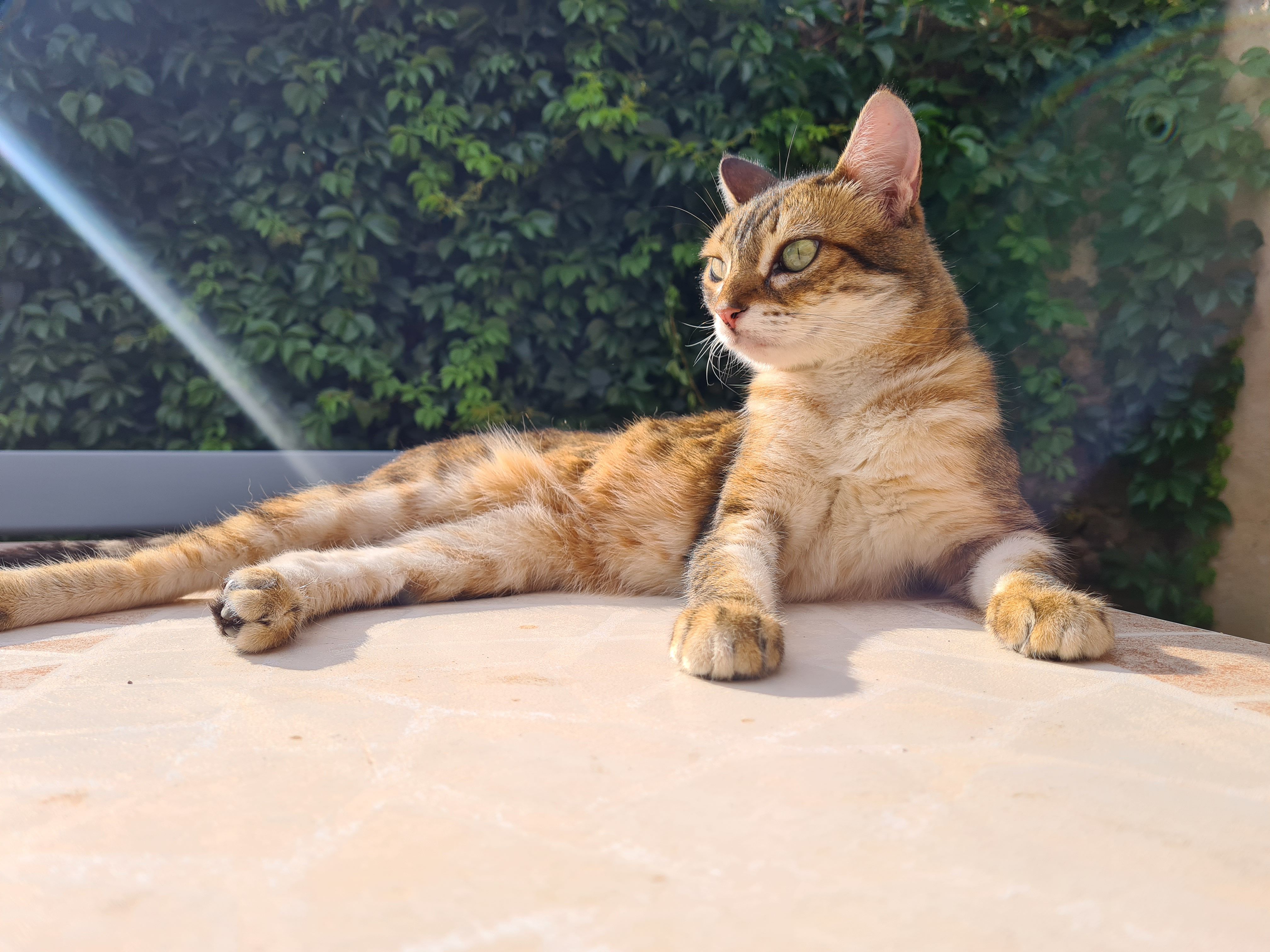 Puka le chat ! - Samsung Community