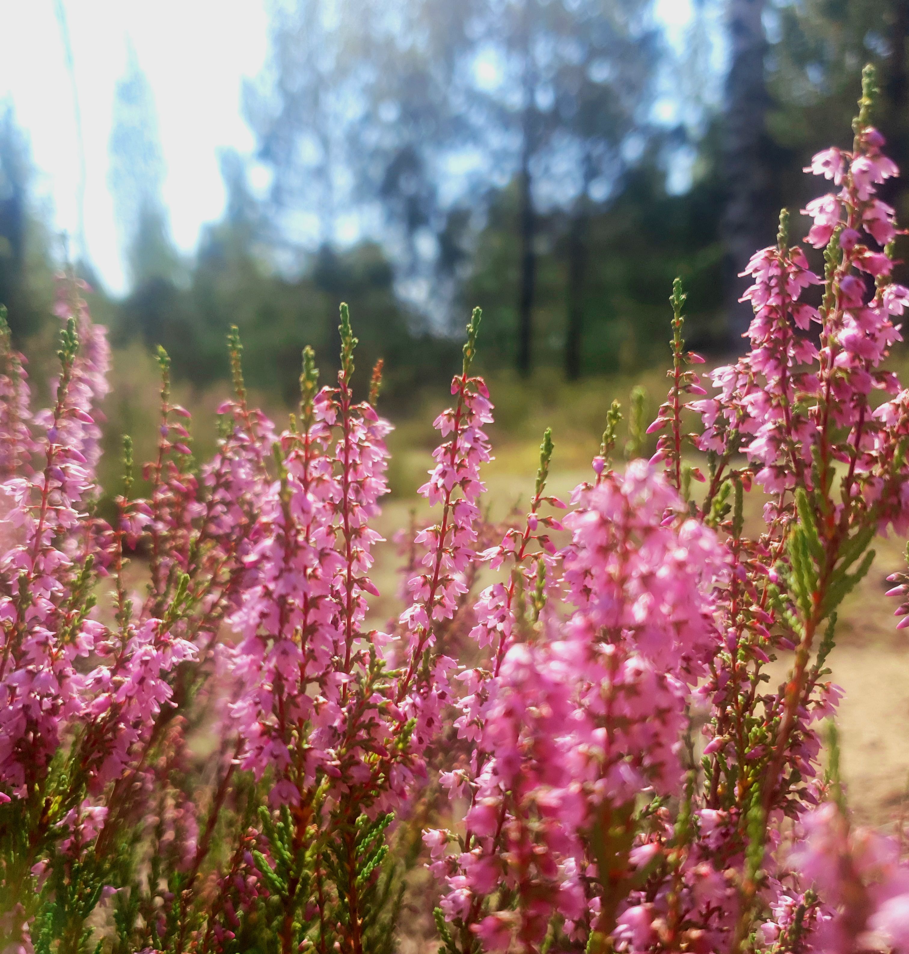 Virši zied - Samsung Community