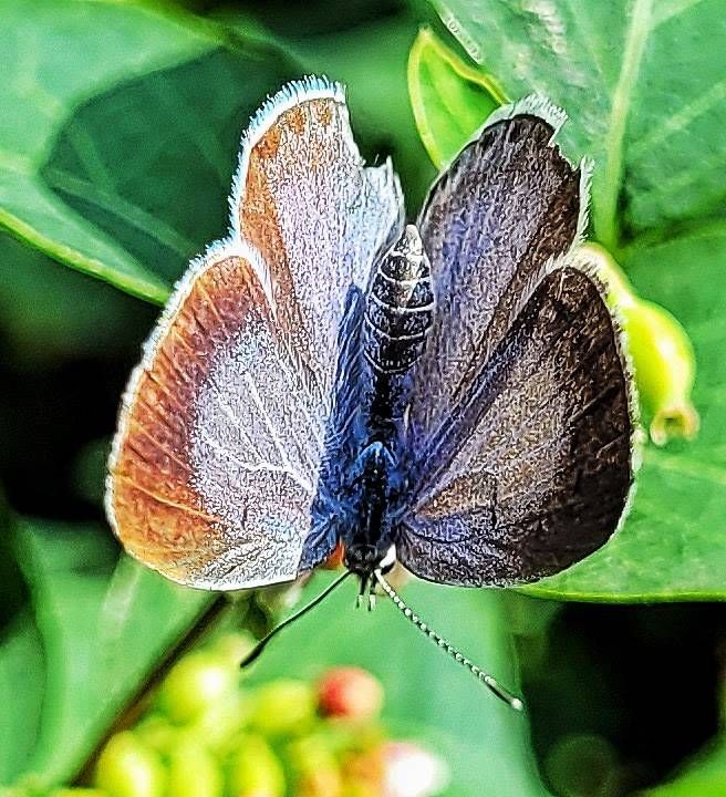 Batterfly - Samsung Community