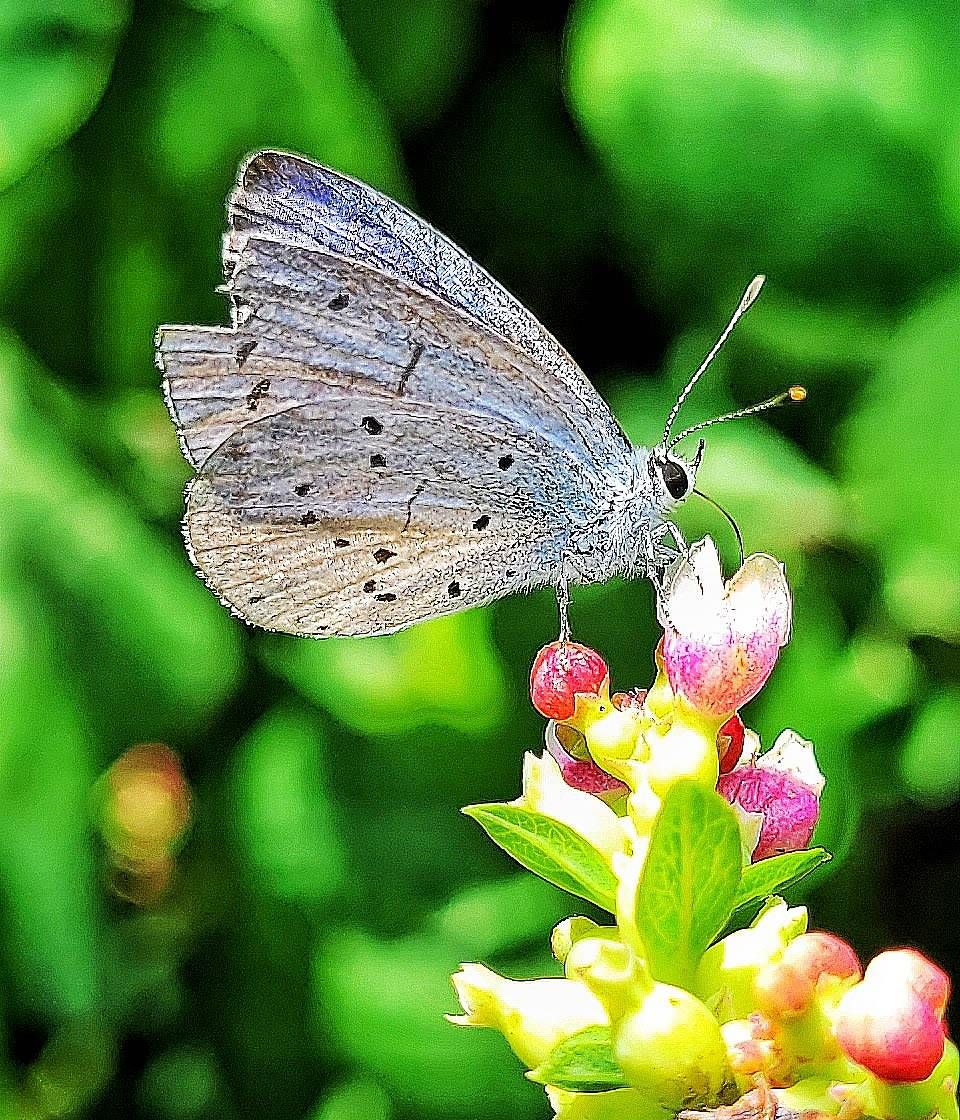 Batterfly - Samsung Community