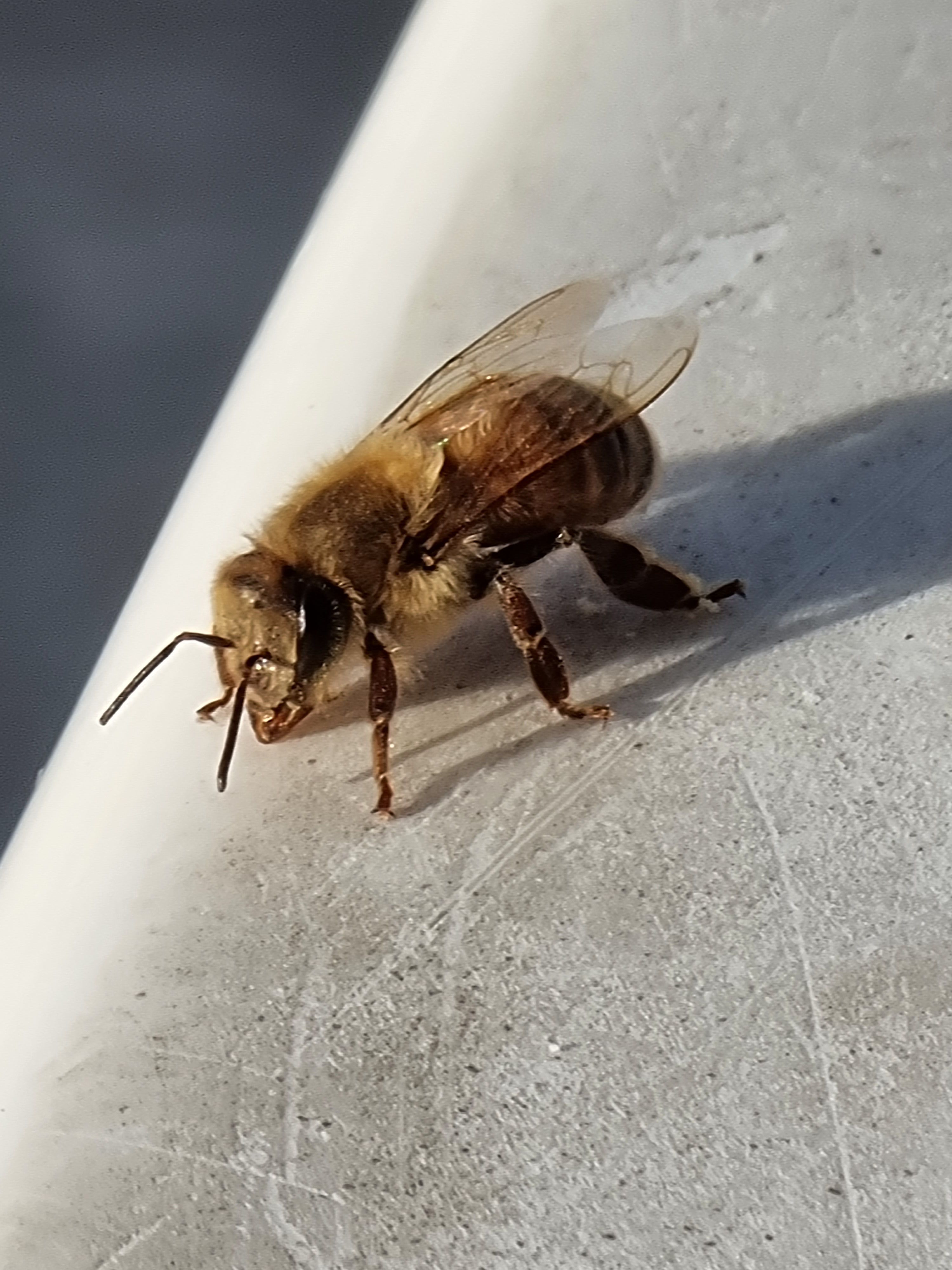 Bzzzz... - Samsung Community